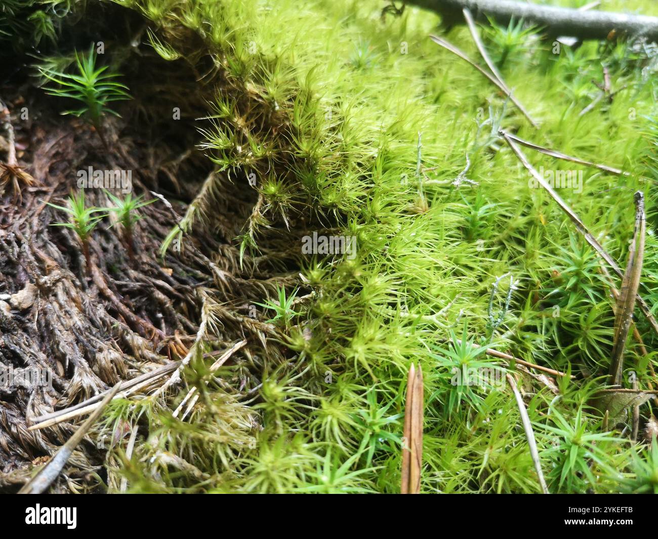 haircap mosses (Polytrichum Stock Photo - Alamy