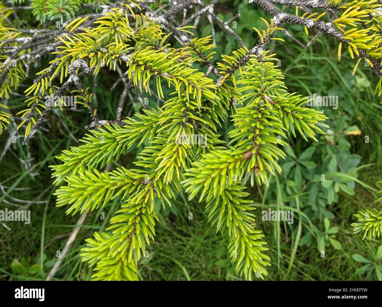 Sitka spruce (Picea sitchensis Stock Photo - Alamy
