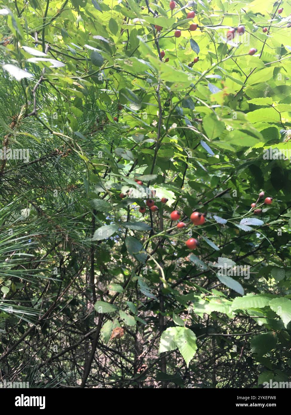 multiflora rose (Rosa multiflora Stock Photo - Alamy