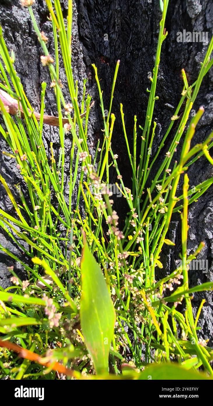 Broom spurge hi-res stock photography and images - Alamy
