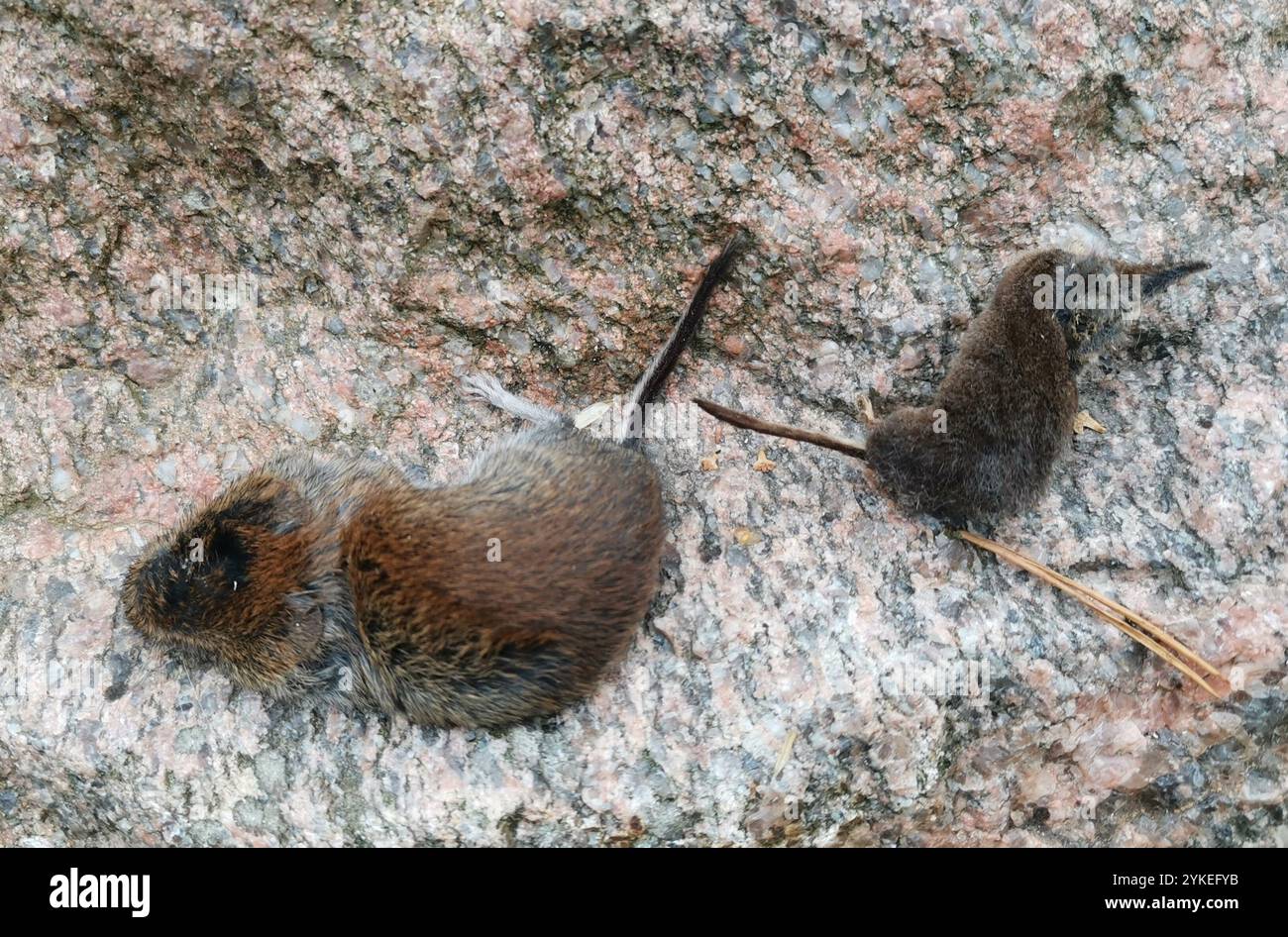 Common Shrew (Sorex araneus Stock Photo - Alamy