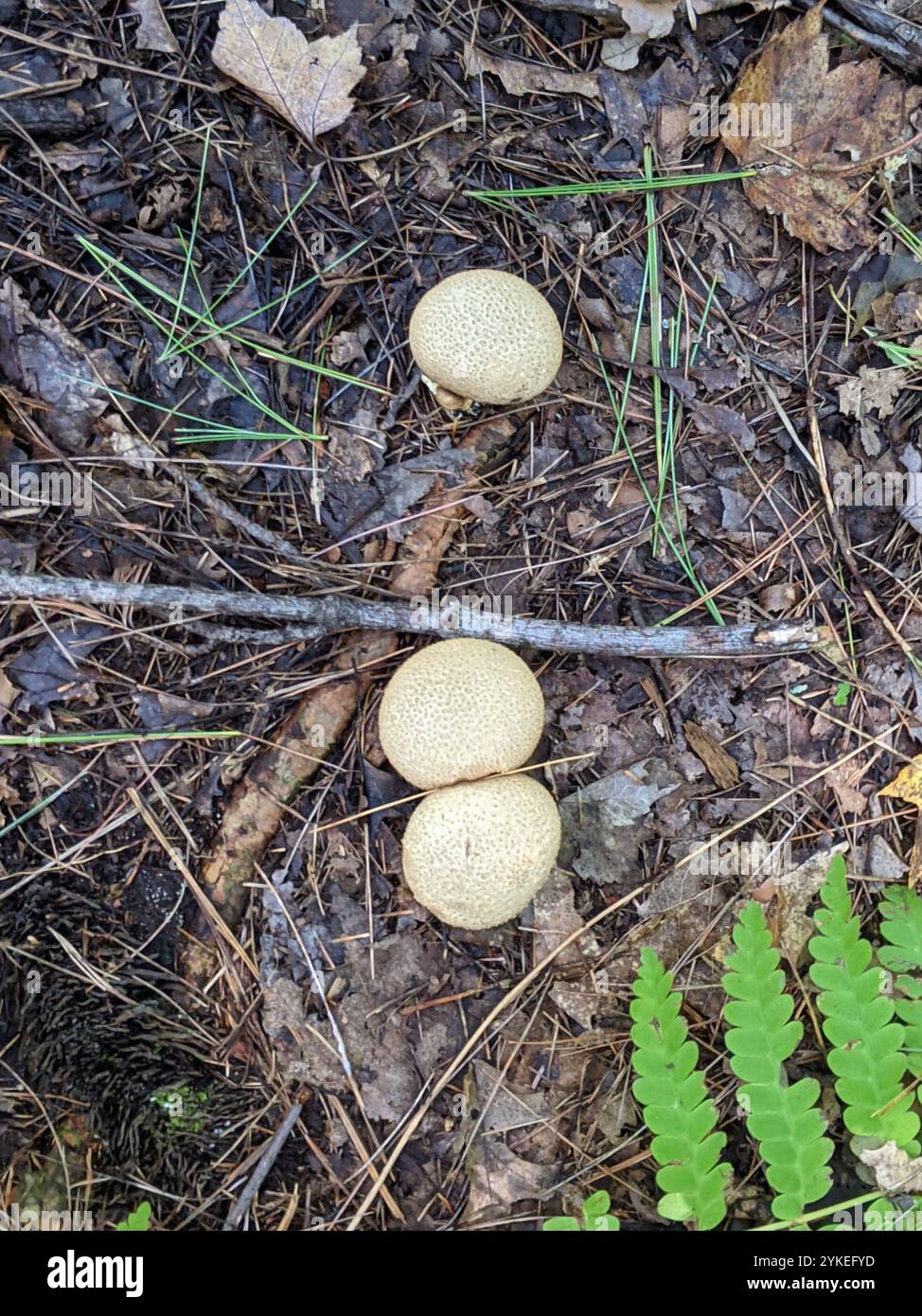 common earthball (Scleroderma citrinum Stock Photo - Alamy