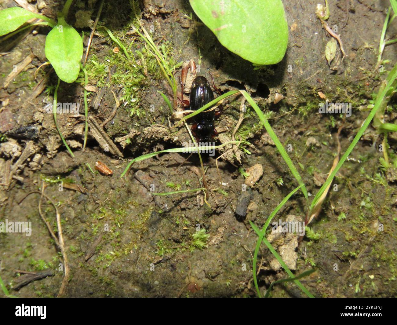 Ground Beetles (Carabidae Stock Photo - Alamy