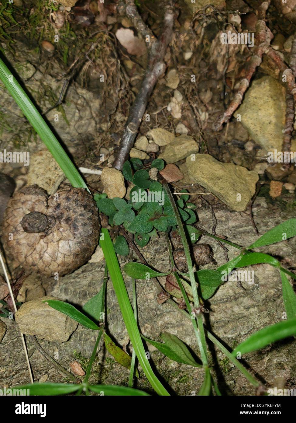 Long leaved houstonia hi-res stock photography and images - Alamy