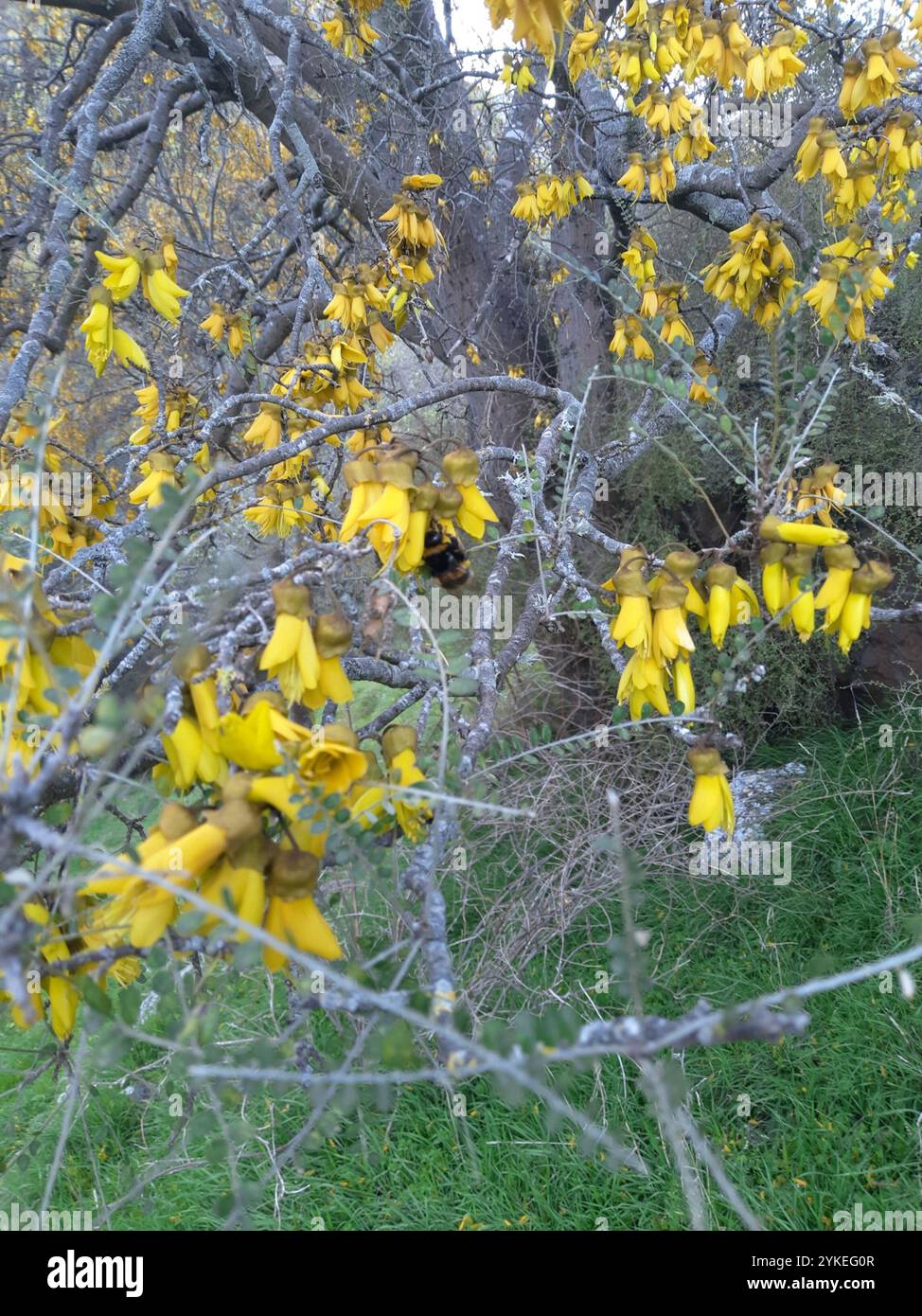 Small-leaved kowhai (Sophora microphylla Stock Photo - Alamy