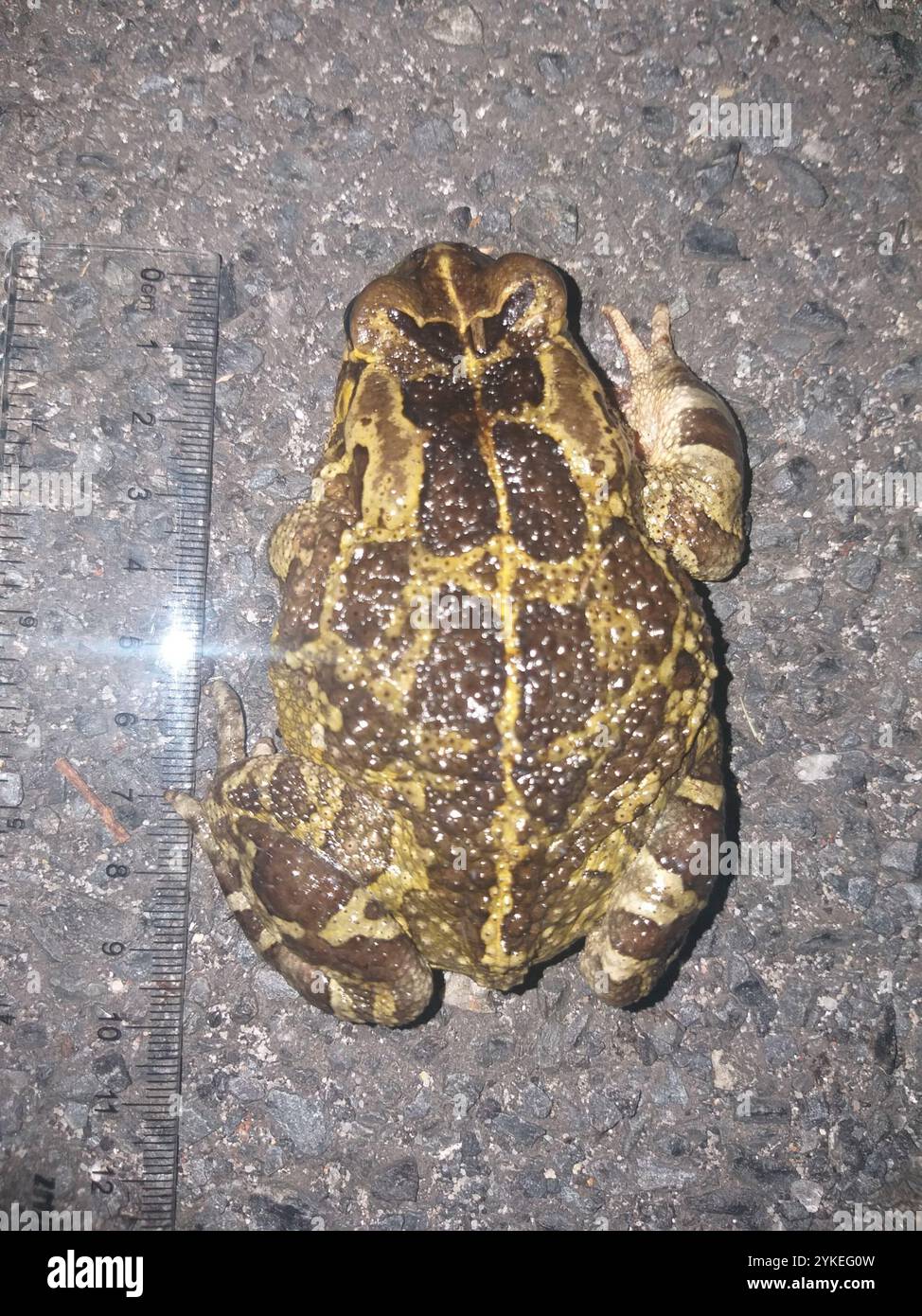 Western Leopard Toad (Sclerophrys pantherina Stock Photo - Alamy