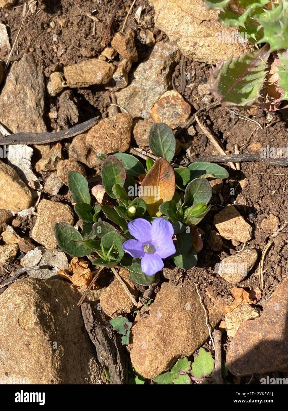 Blue Trumpet (Brunoniella australis Stock Photo - Alamy