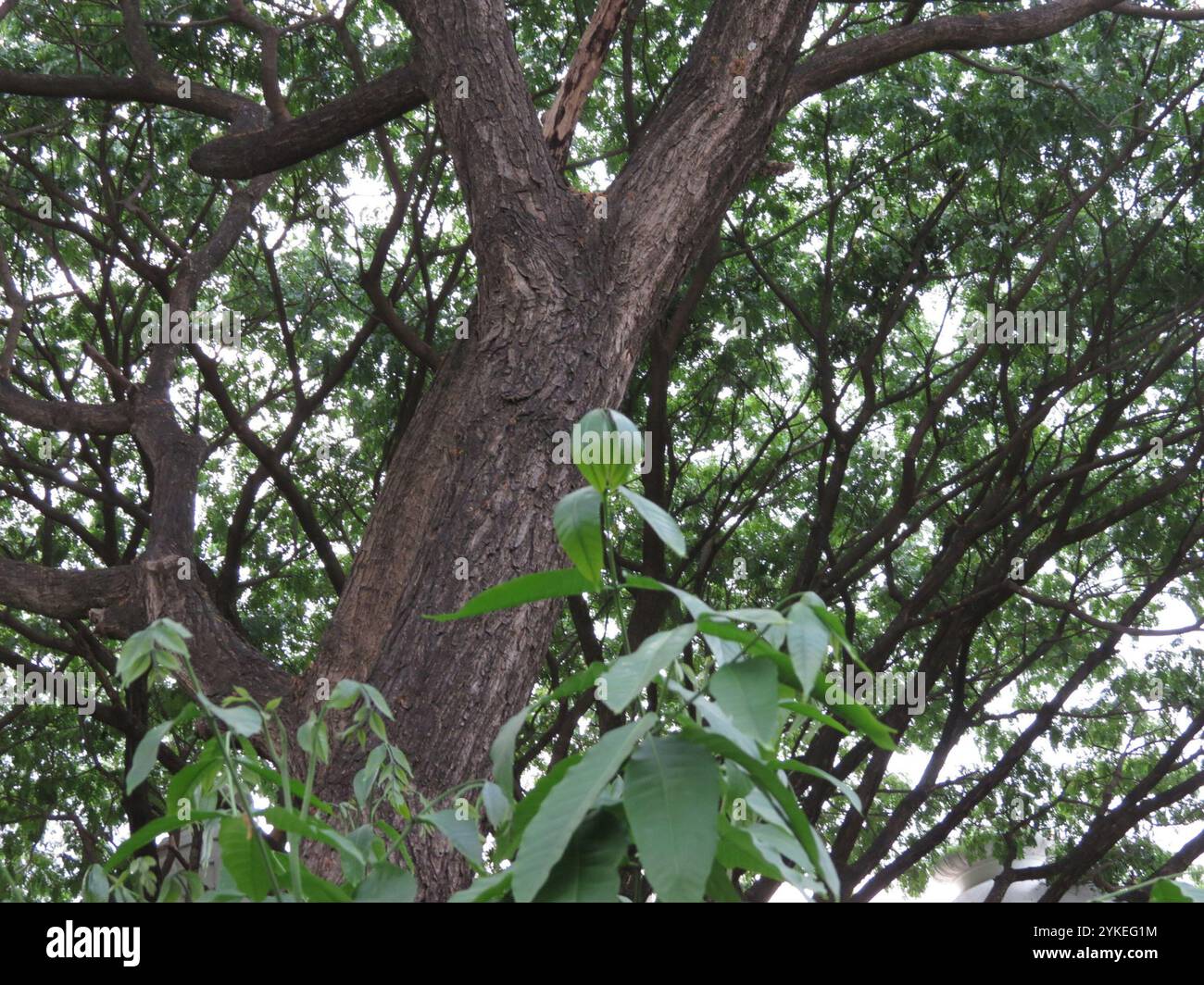 Pithraj tree hi-res stock photography and images - Alamy