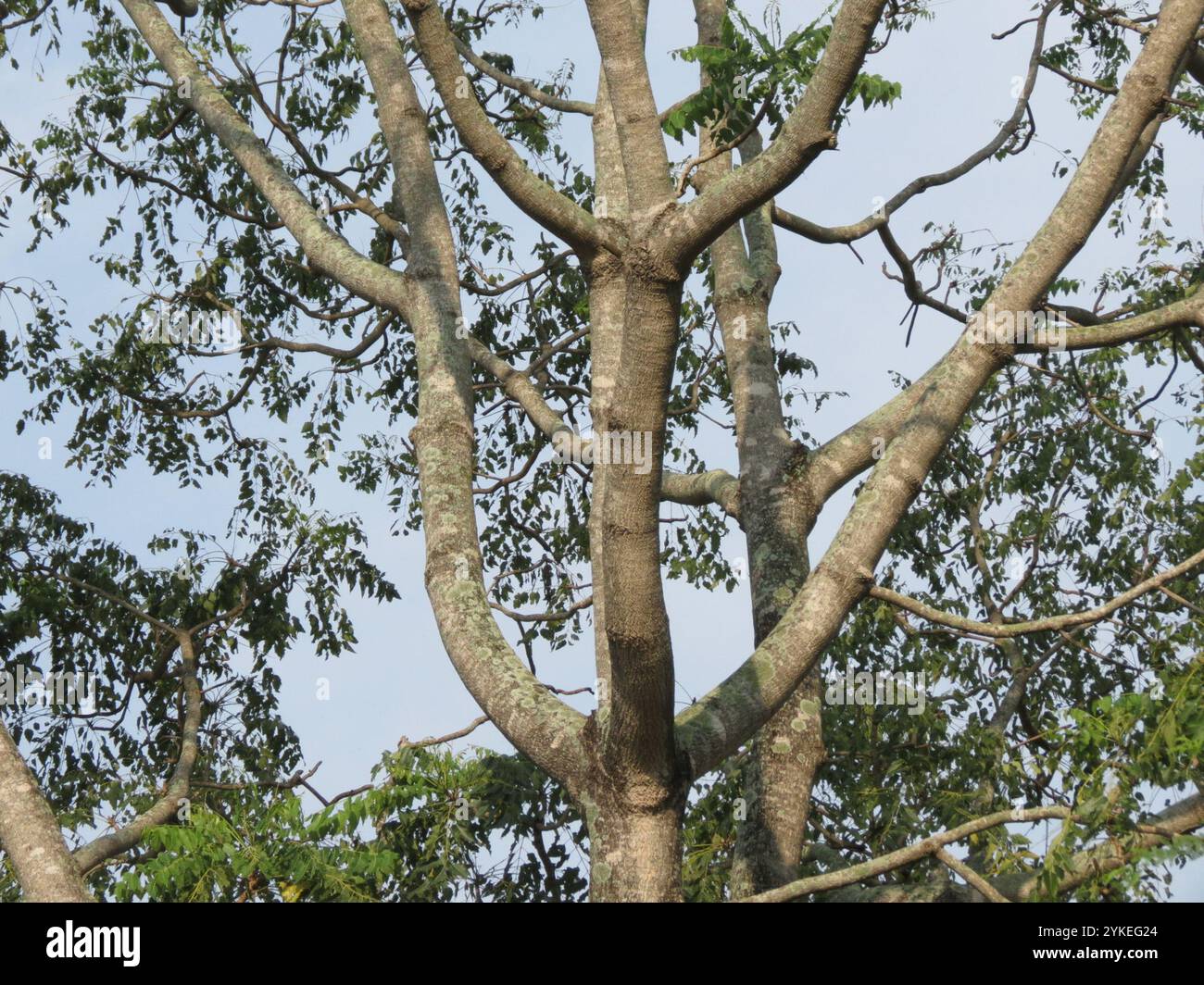 ardusi (Ailanthus excelsa Stock Photo - Alamy