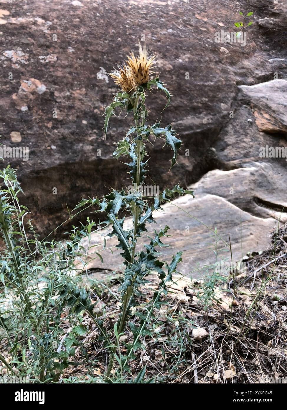 Arizona thistle (Cirsium arizonicum Stock Photo - Alamy