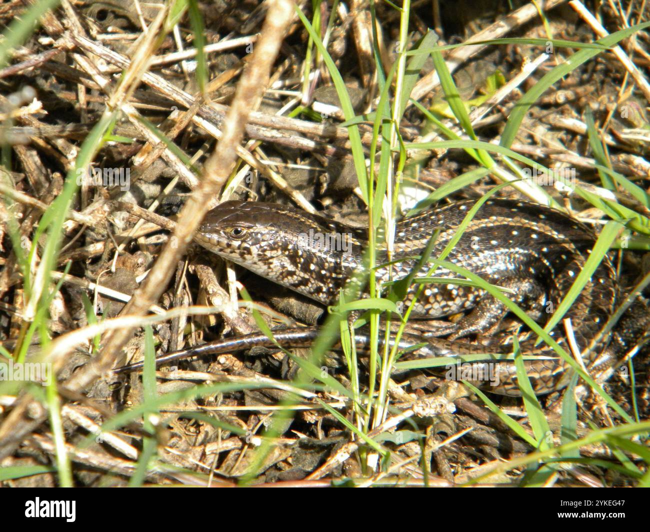 Cape Skink (Trachylepis capensis Stock Photo - Alamy