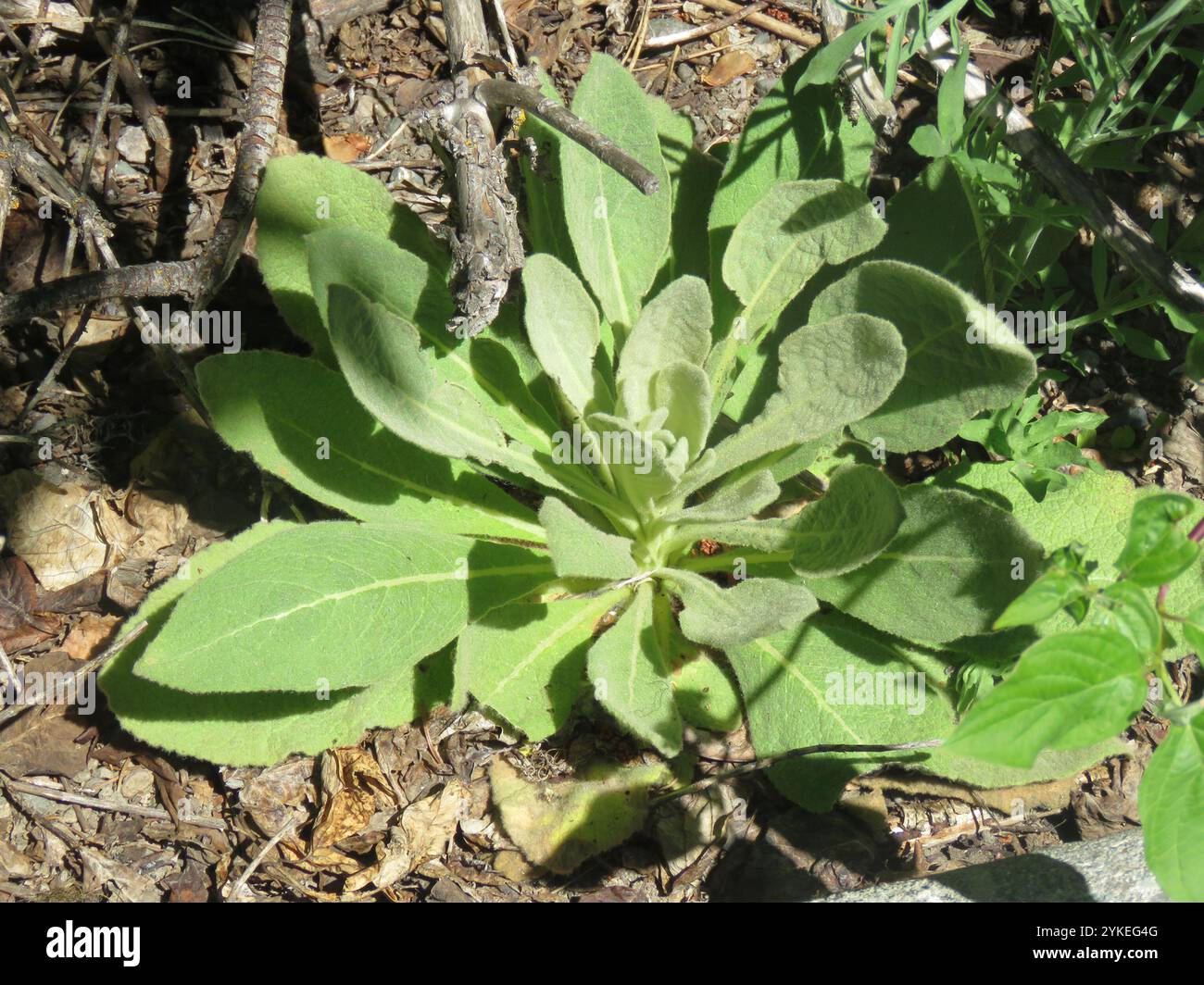 great mullein (Verbascum thapsus Stock Photo - Alamy