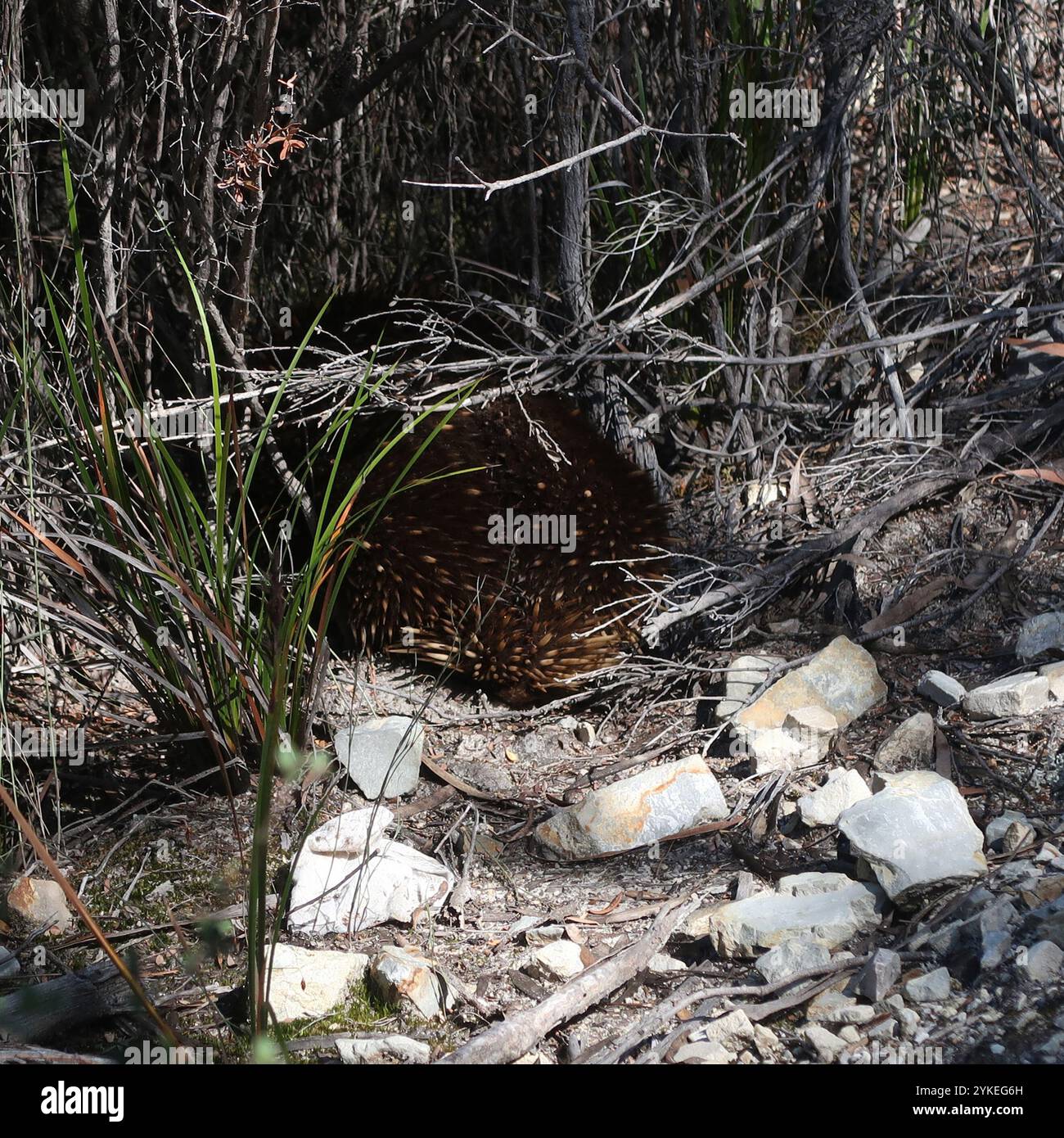 Tasmanian Echidna (Tachyglossus aculeatus setosus Stock Photo - Alamy