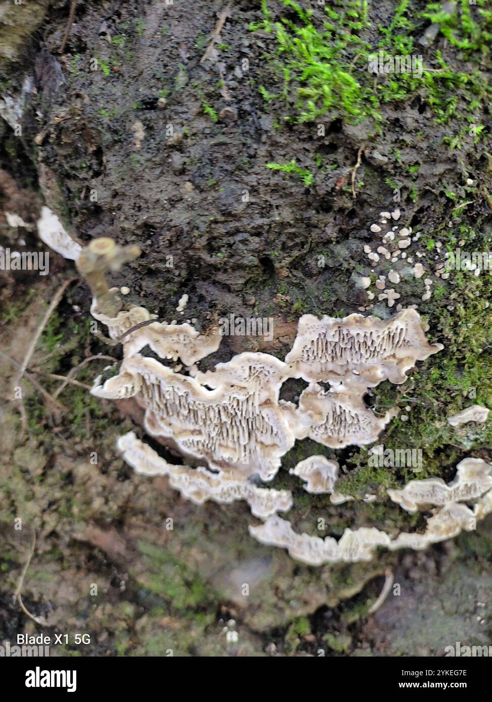 Common Mazegill (Datronia mollis Stock Photo - Alamy