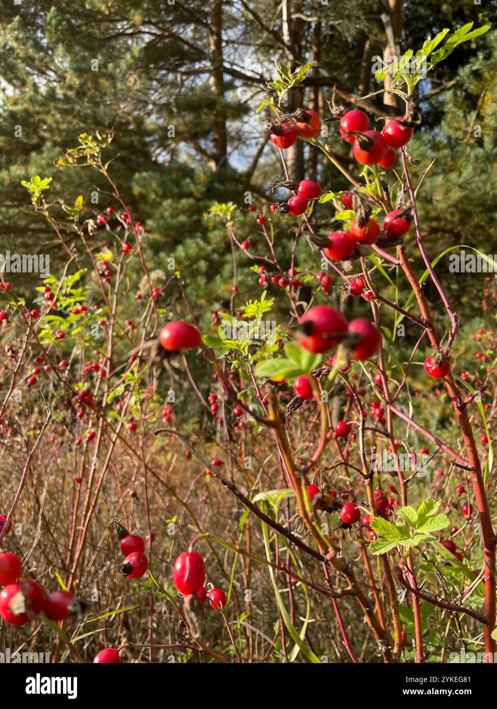 Russian rose (Rosa glabrifolia Stock Photo - Alamy