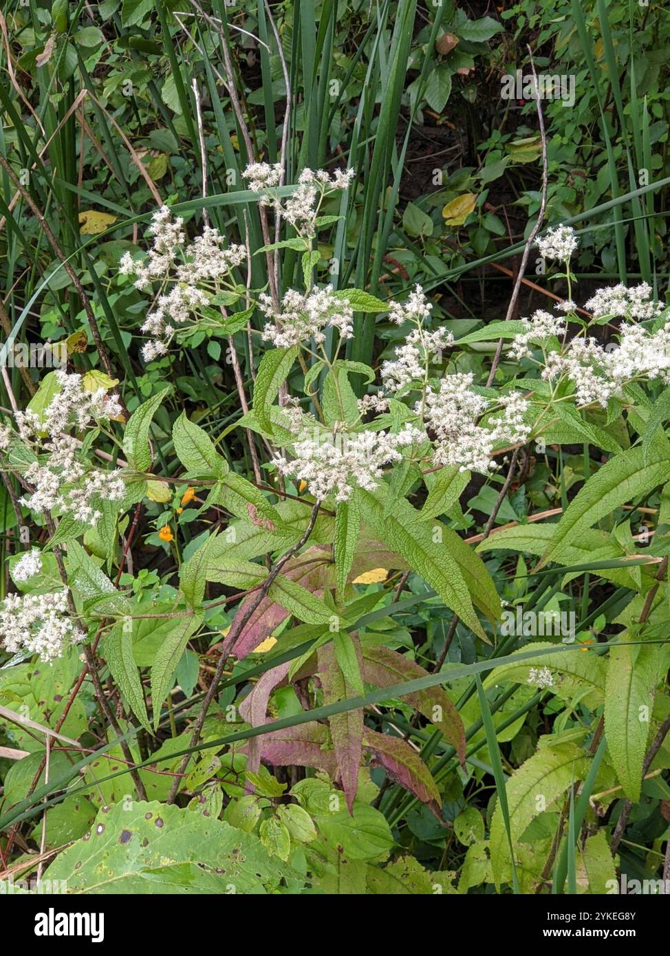 common boneset (Eupatorium perfoliatum Stock Photo - Alamy