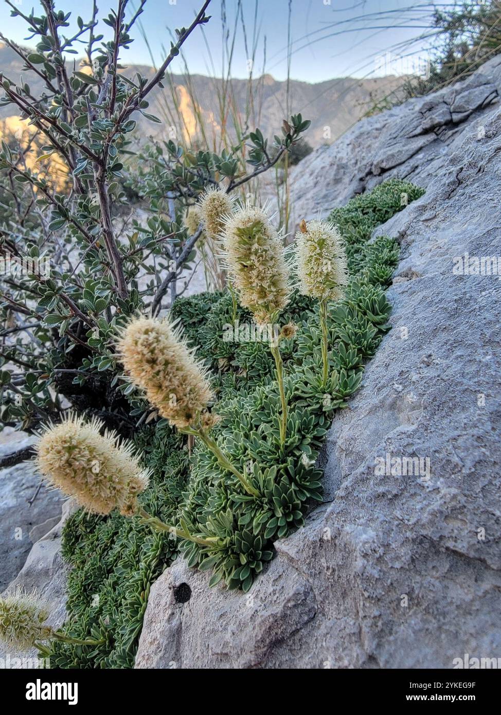 Petrophytum hi-res stock photography and images - Alamy