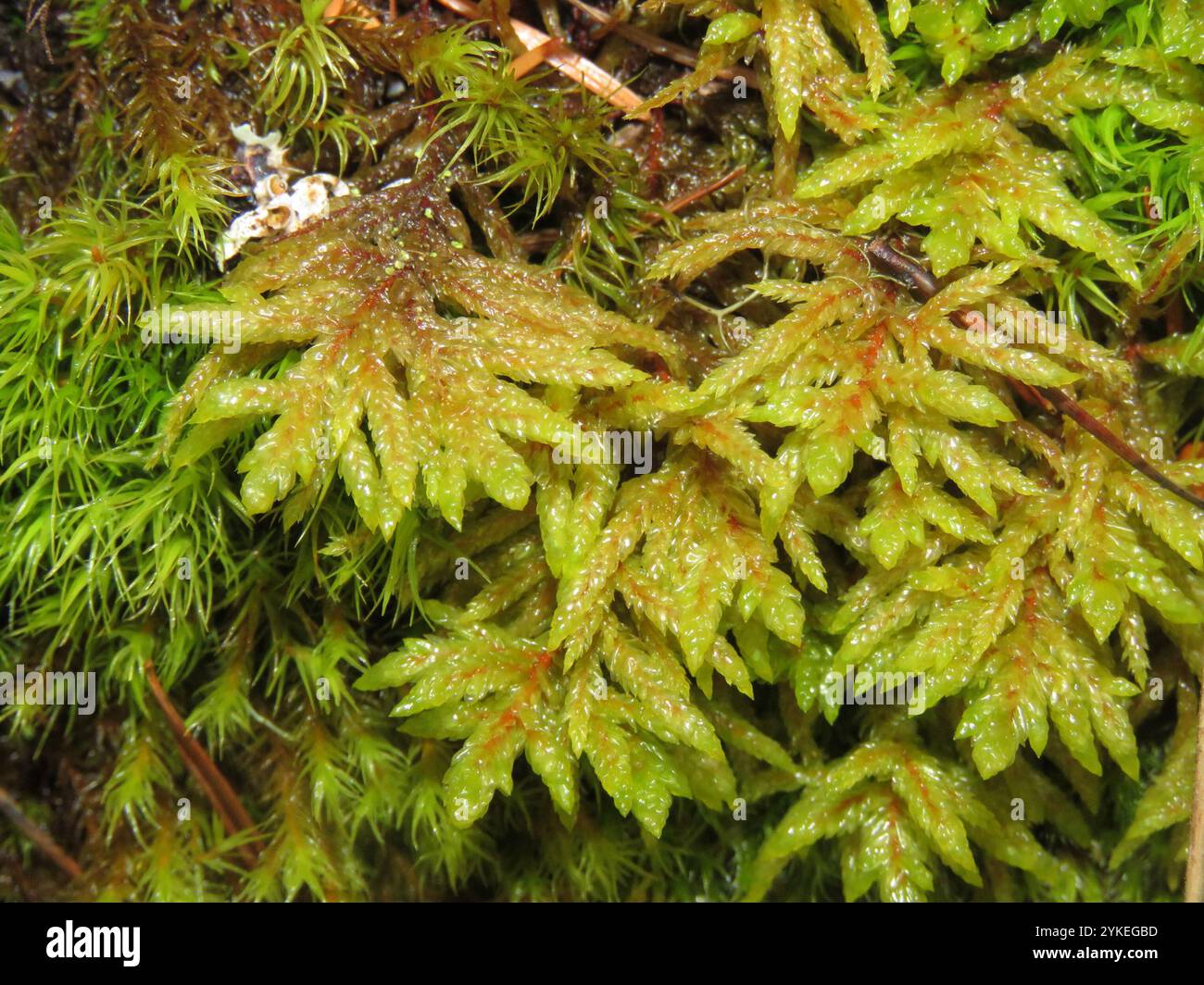 big red stem moss (Pleurozium Stock Photo - Alamy