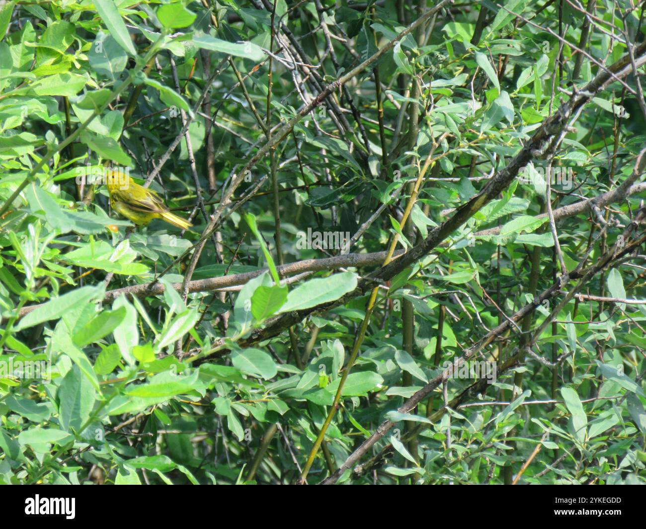 Yellow Warbler (Setophaga petechia Stock Photo - Alamy