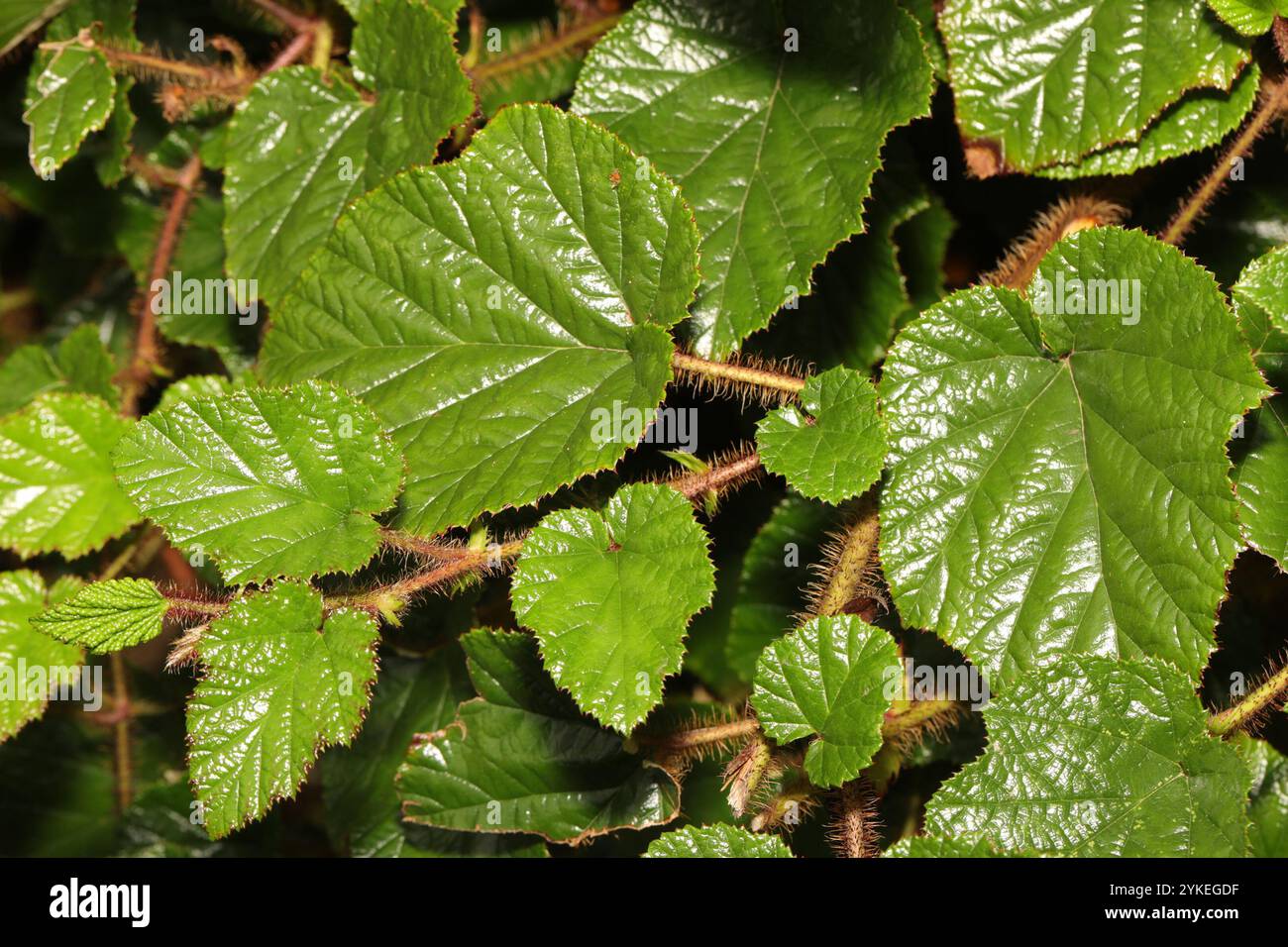 Chinese Bramble (Rubus tricolor Stock Photo - Alamy