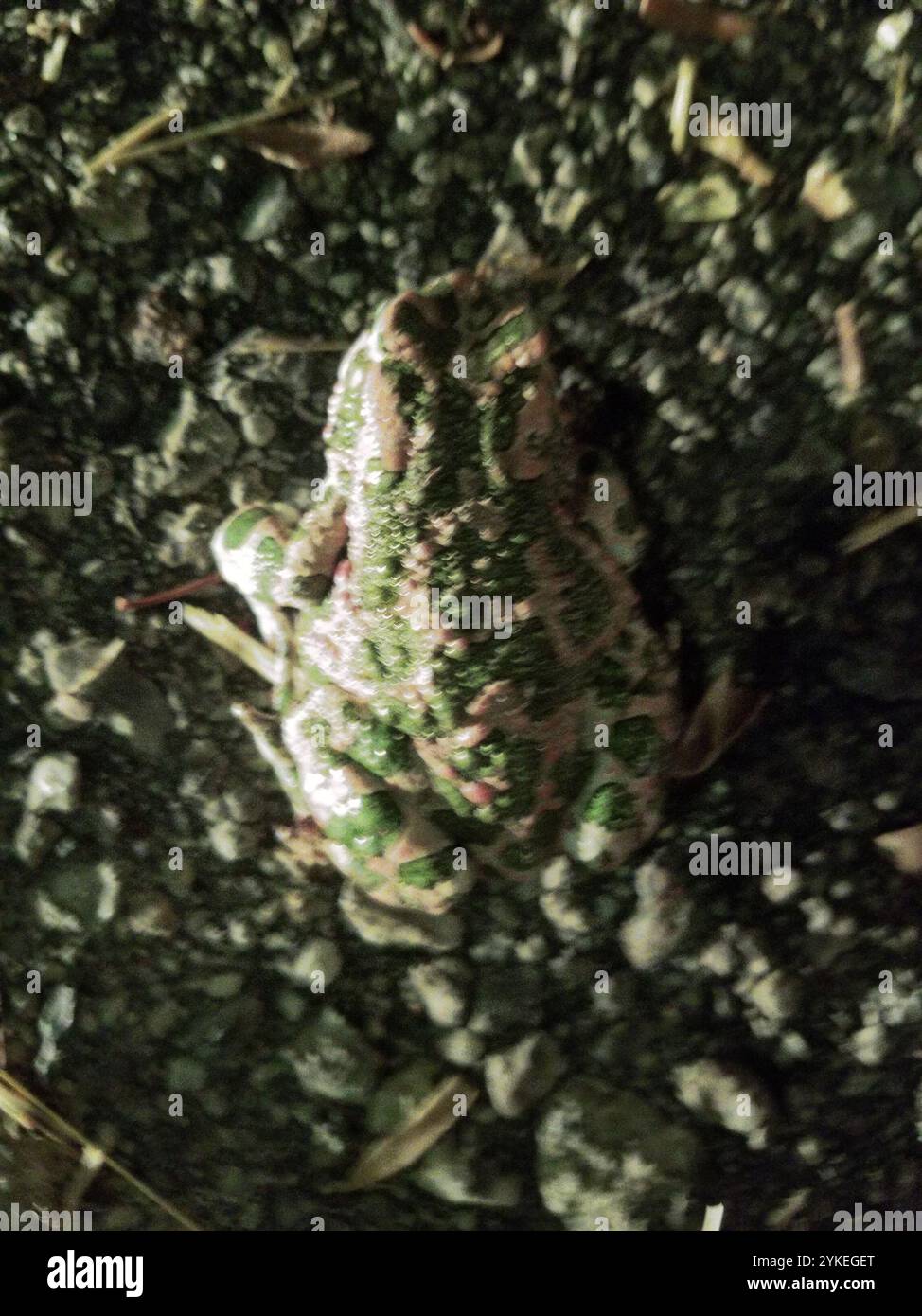 European Green Toad (Bufotes viridis viridis Stock Photo - Alamy