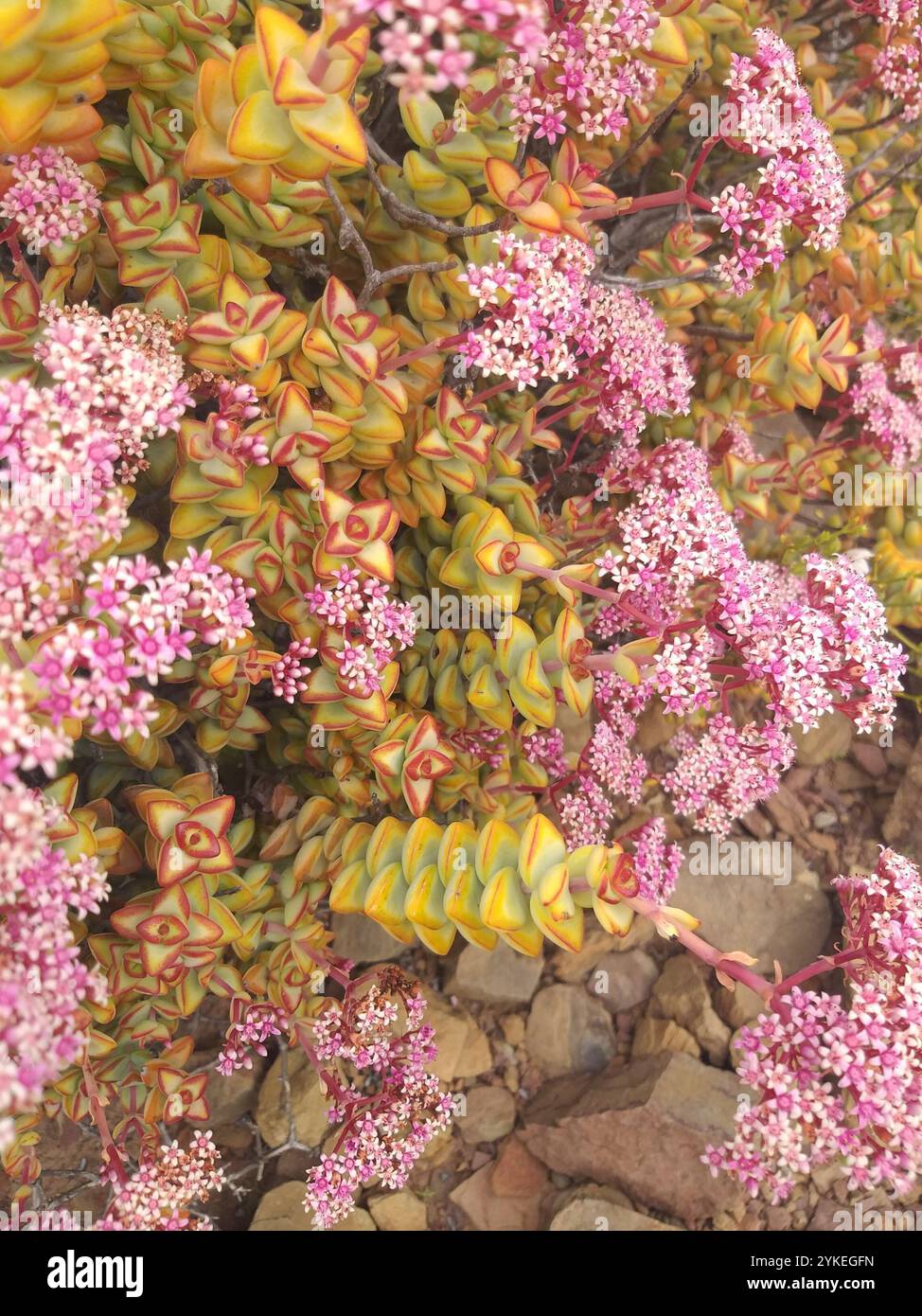 Kebab Bush (Crassula rupestris Stock Photo - Alamy