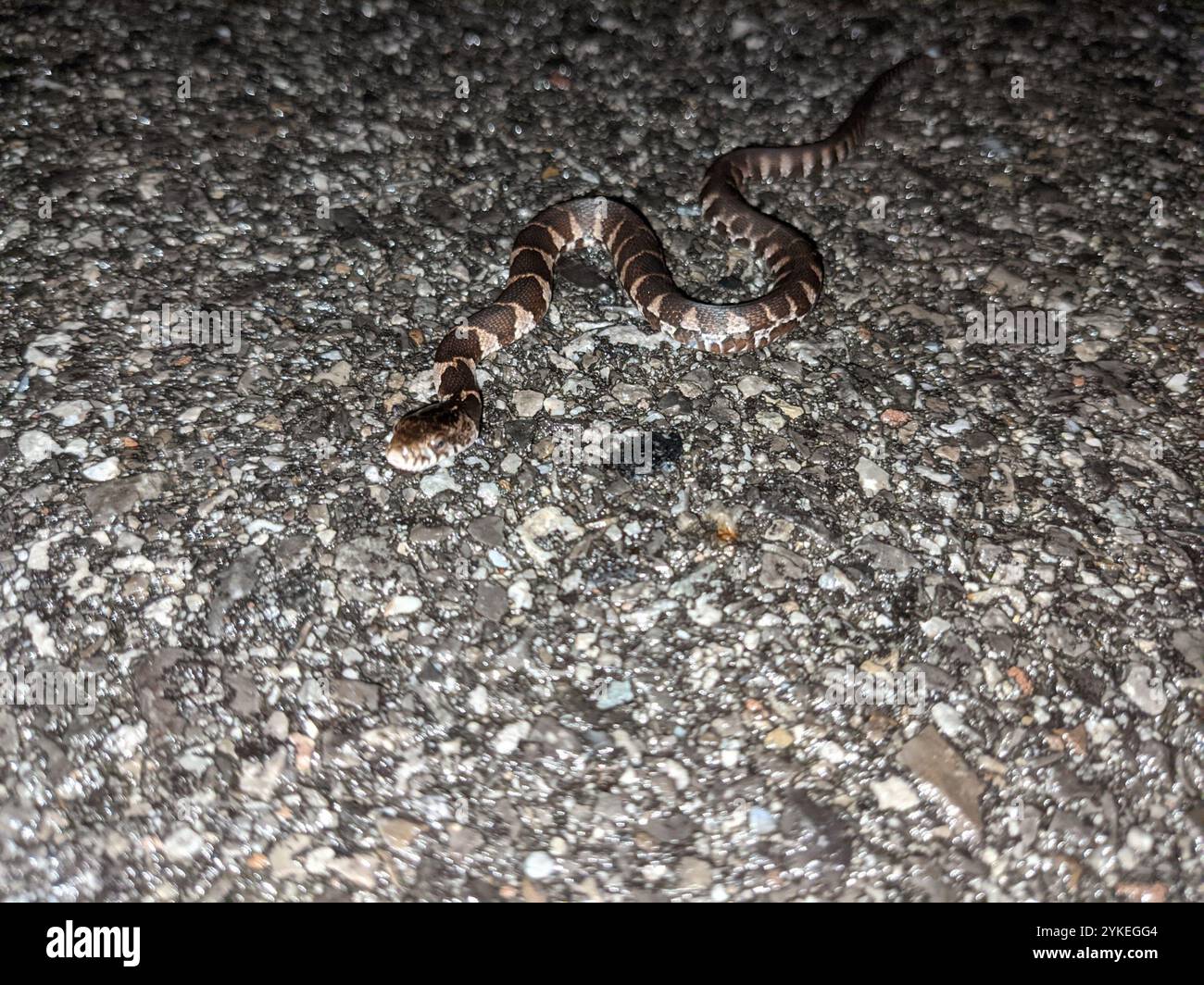 Common Watersnake (Nerodia sipedon Stock Photo - Alamy