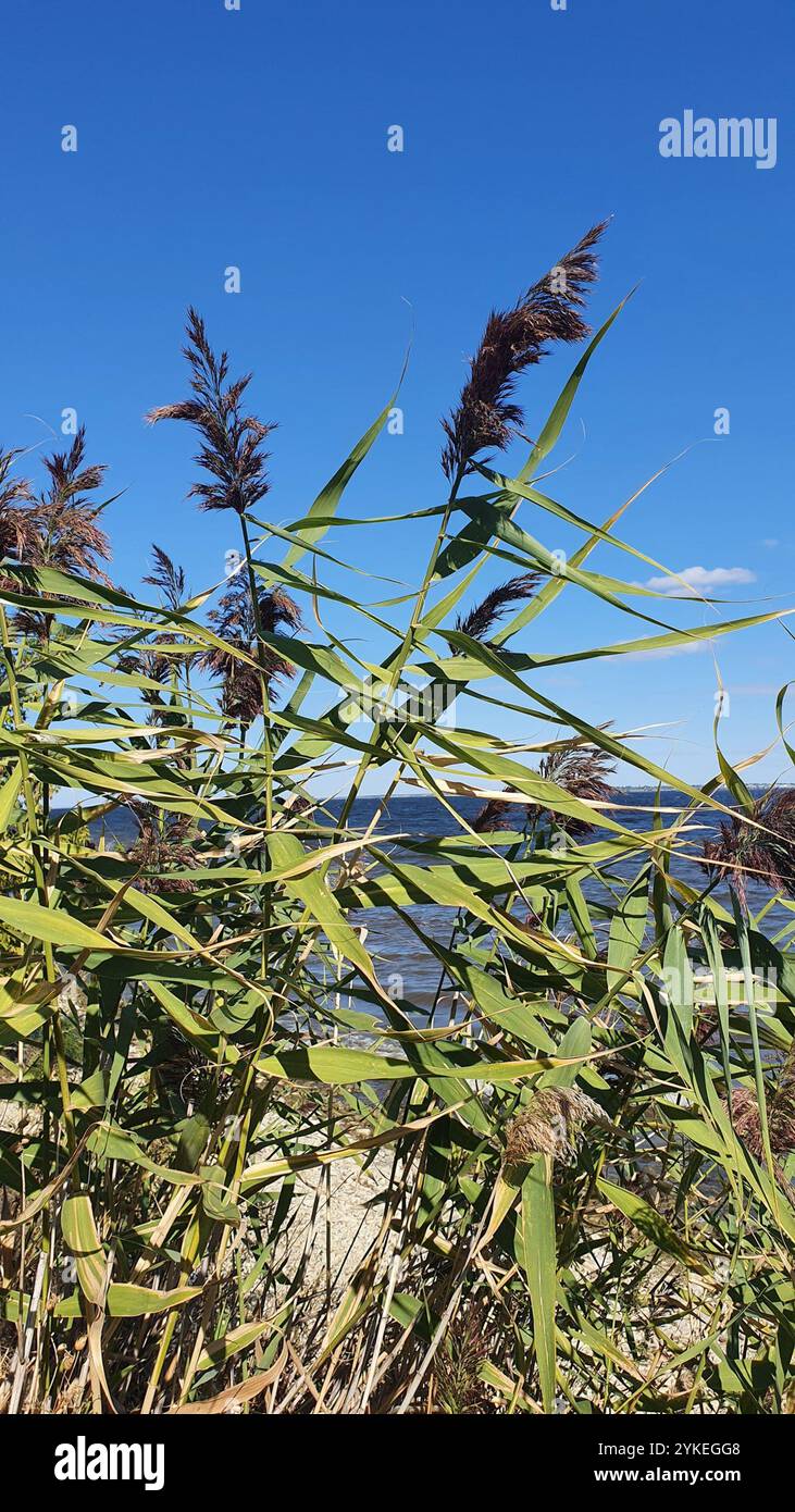 common reed (Phragmites australis Stock Photo - Alamy