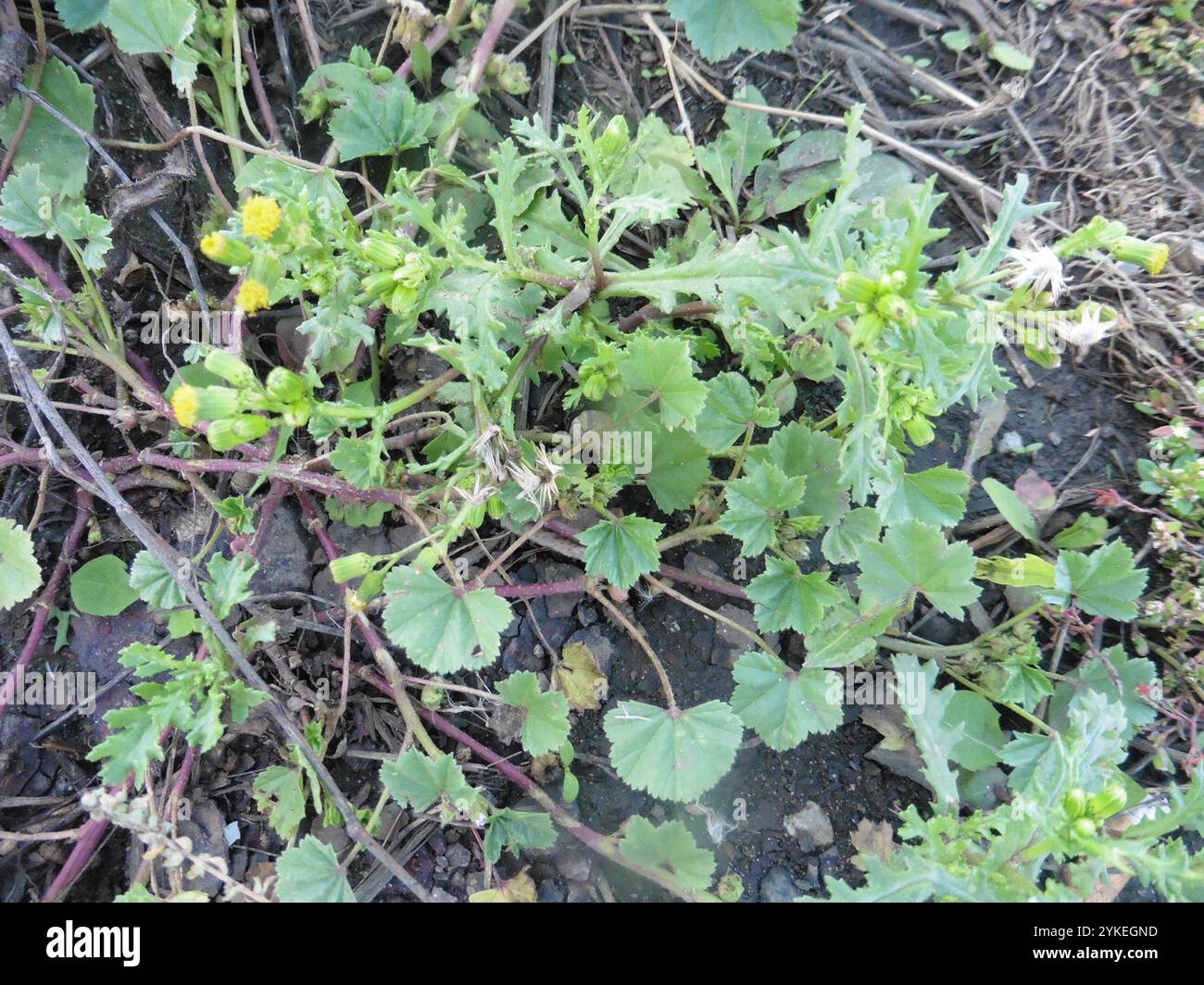 common groundsel (Senecio vulgaris Stock Photo - Alamy