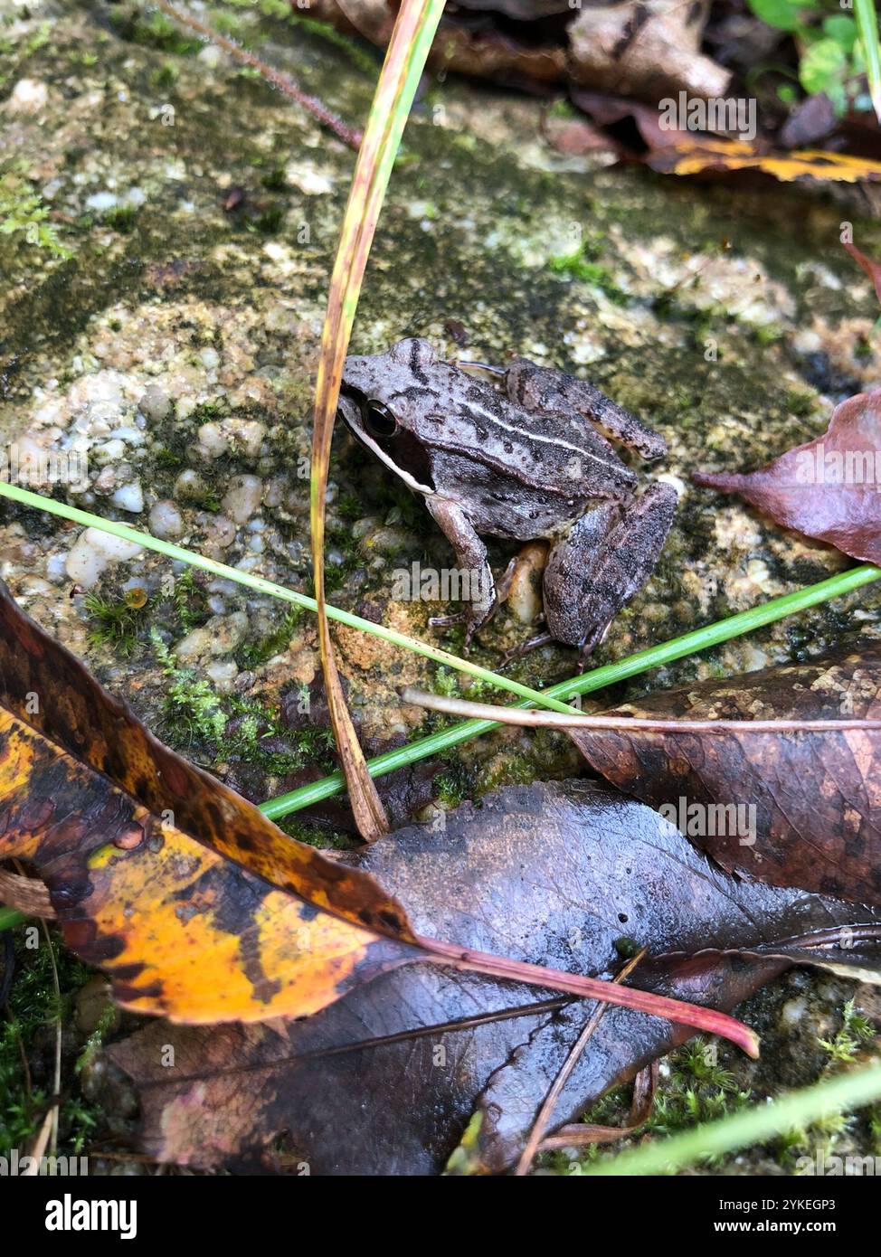 Wood Frog (Lithobates sylvaticus Stock Photo - Alamy