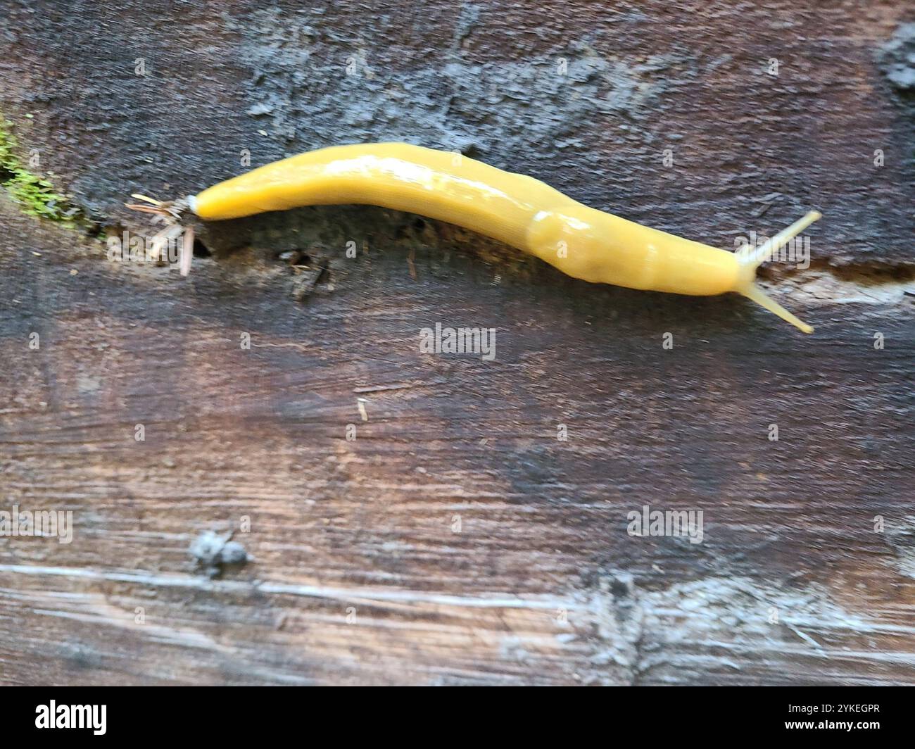 Pacific Banana Slug (Ariolimax columbianus Stock Photo - Alamy