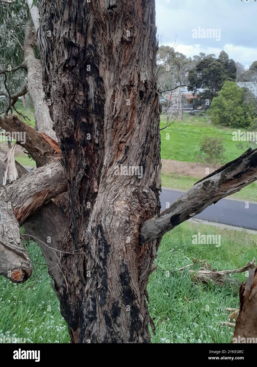 Long-leaved Box (Eucalyptus goniocalyx Stock Photo - Alamy