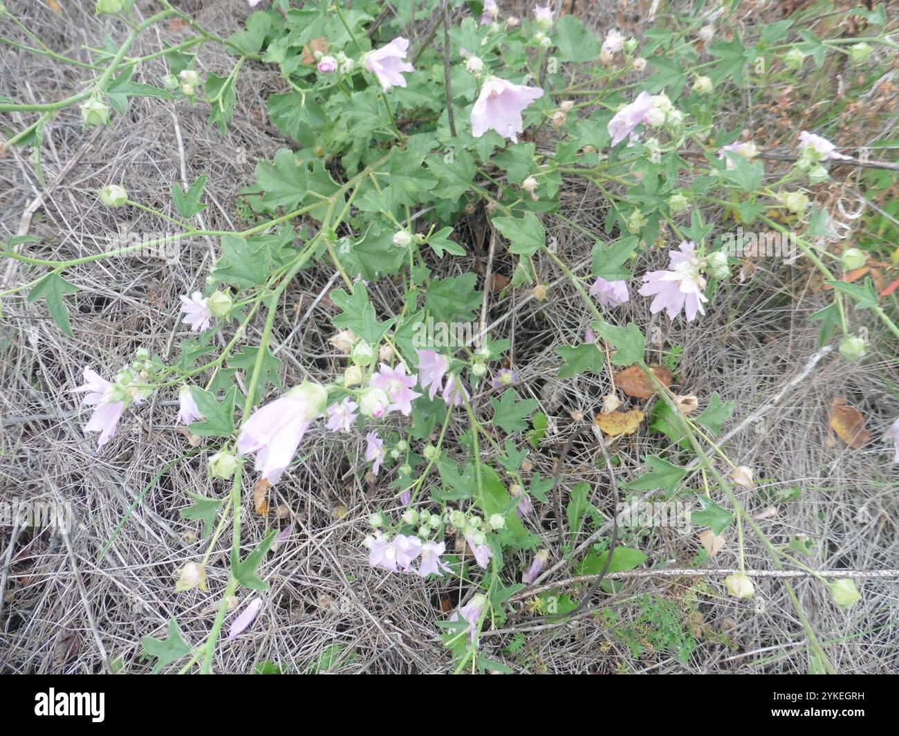 Eastern Tree-mallow (Malva thuringiaca Stock Photo - Alamy