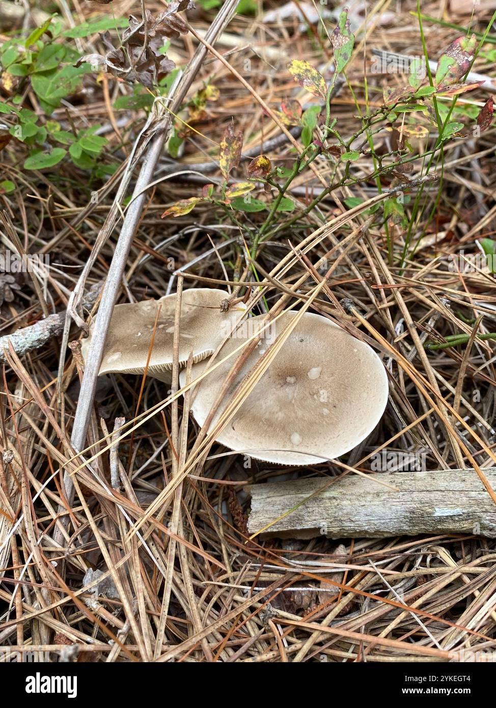 Ampulloclitocybe clavipes hi-res stock photography and images - Alamy