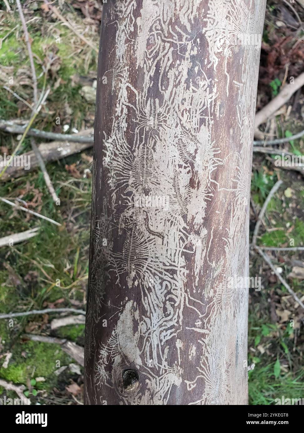 Typical Bark Beetles (Scolytini Stock Photo - Alamy