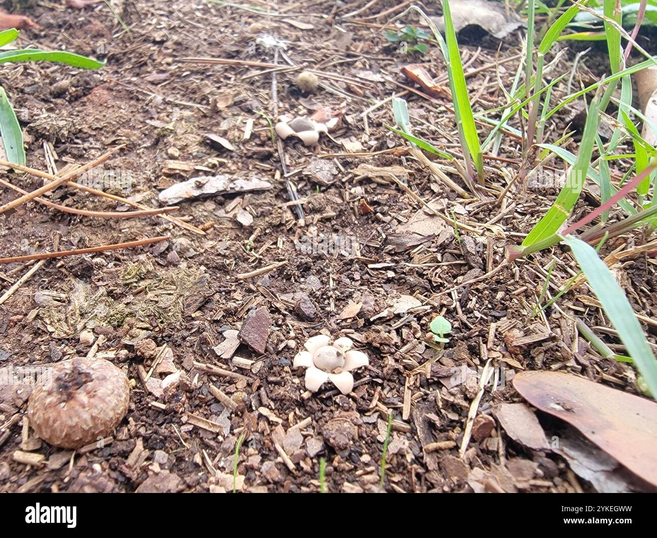 Saccatum hi-res stock photography and images - Alamy