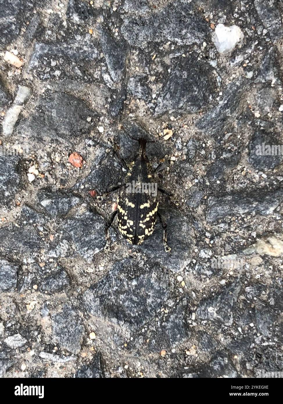 Large Pine Weevil (Hylobius abietis Stock Photo - Alamy