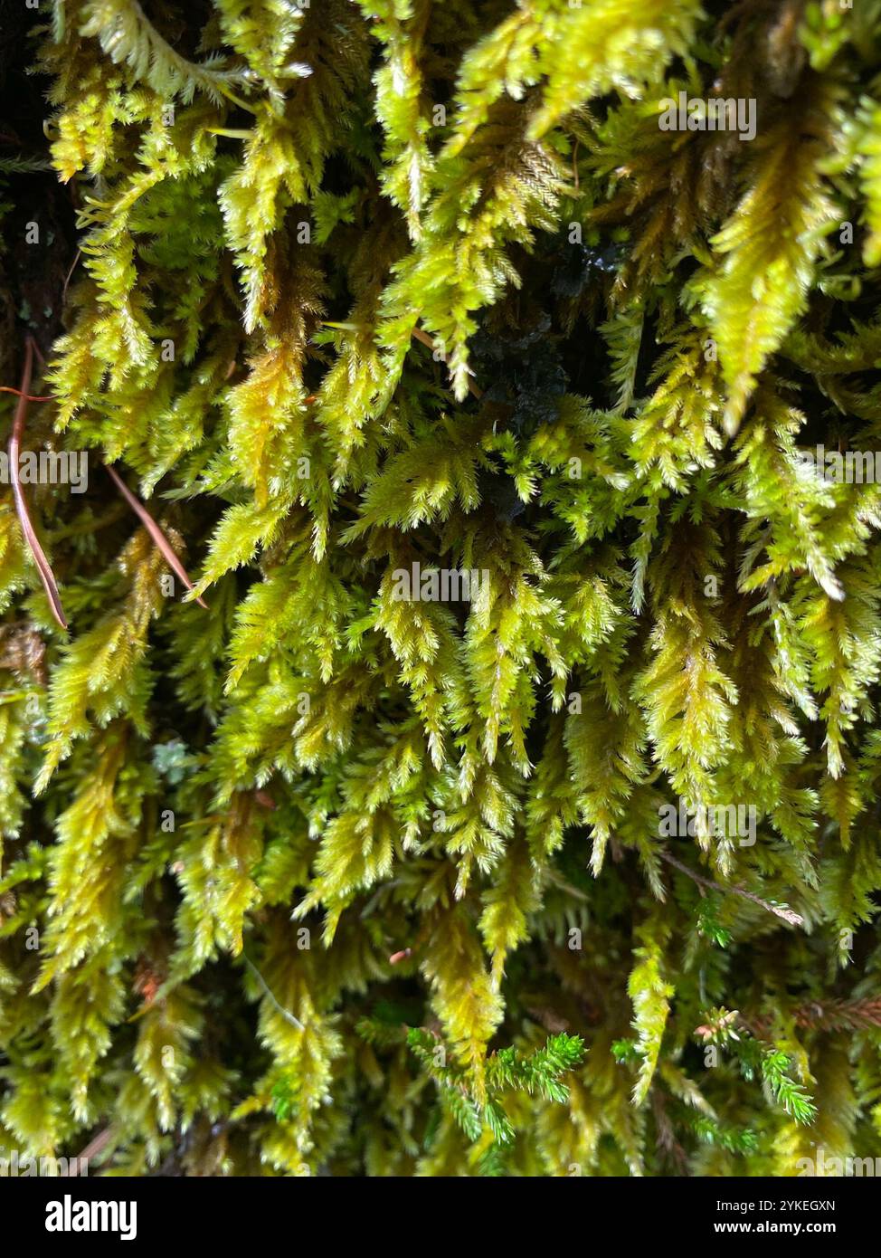 Oregon Beaked Moss (Kindbergia oregana Stock Photo - Alamy