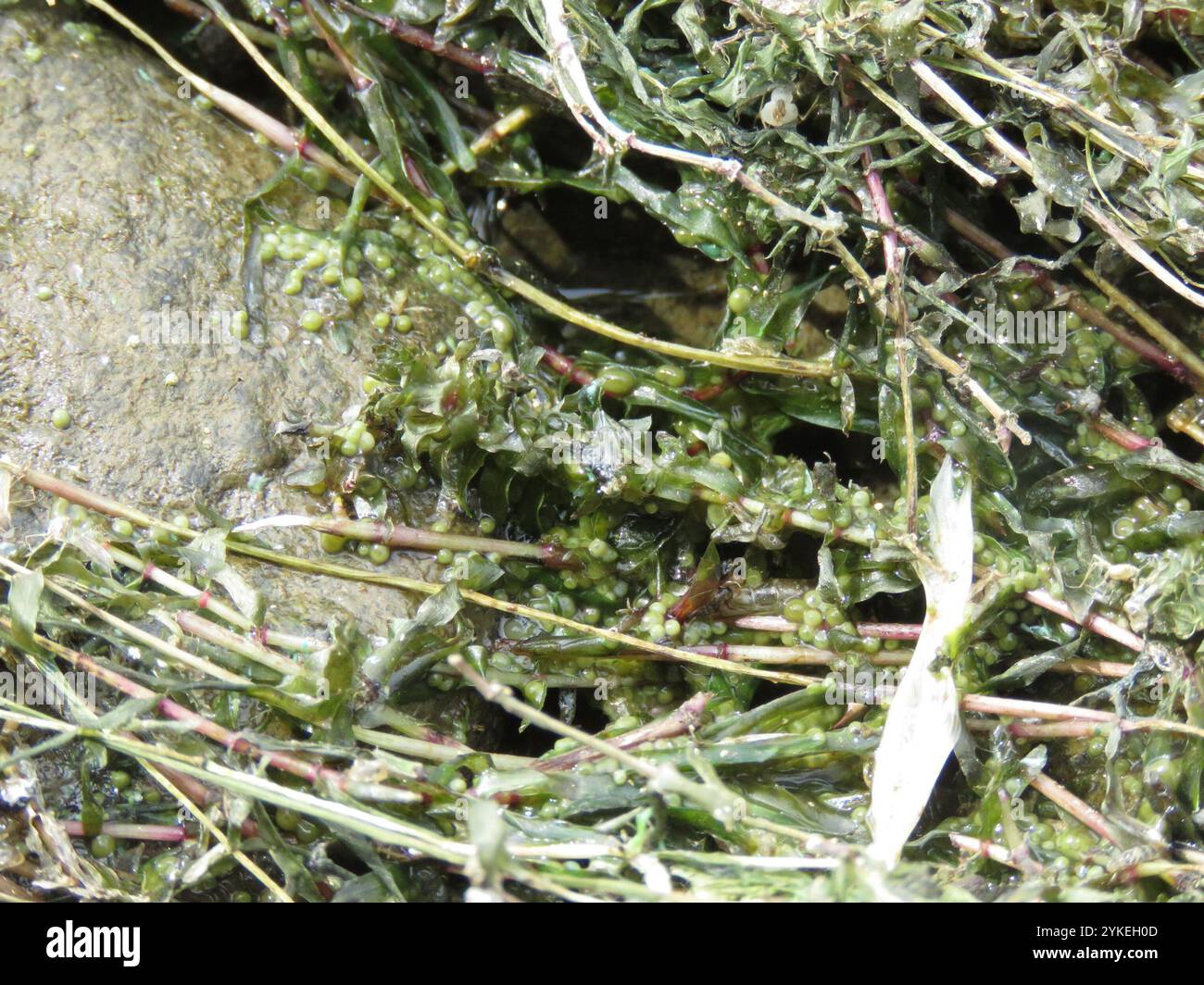 Canadian Waterweed (Elodea canadensis Stock Photo - Alamy
