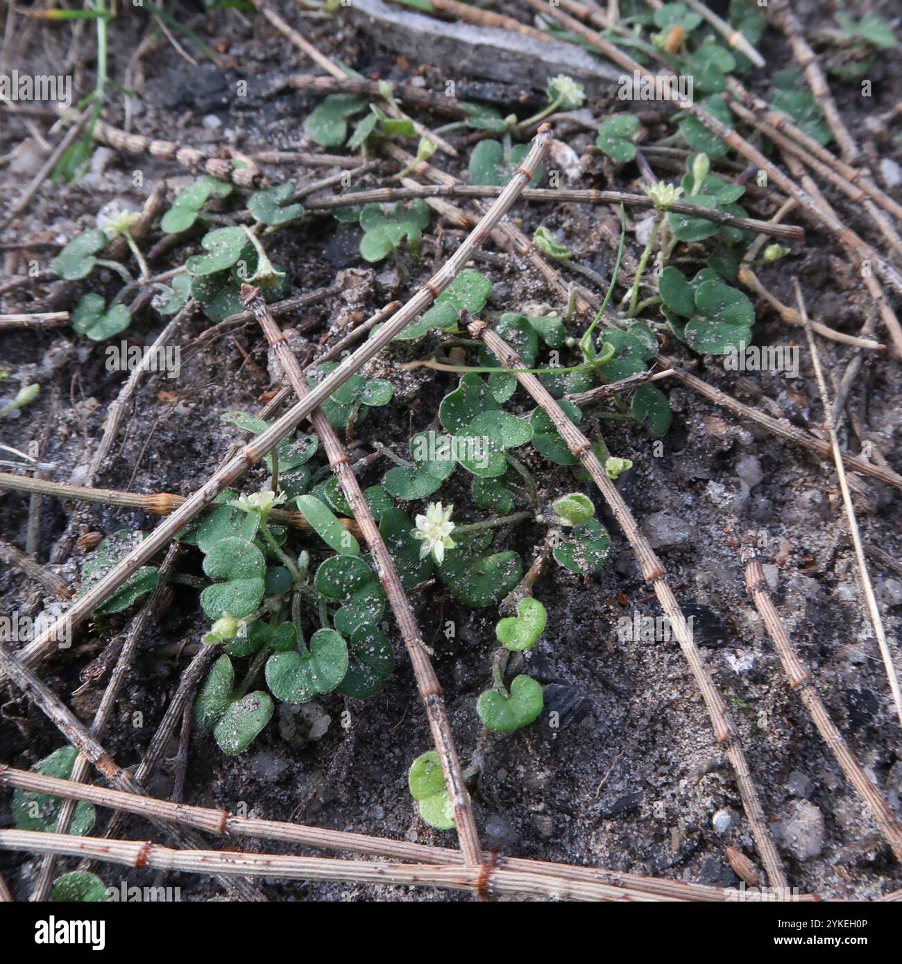 kidney weed (Dichondra repens Stock Photo - Alamy