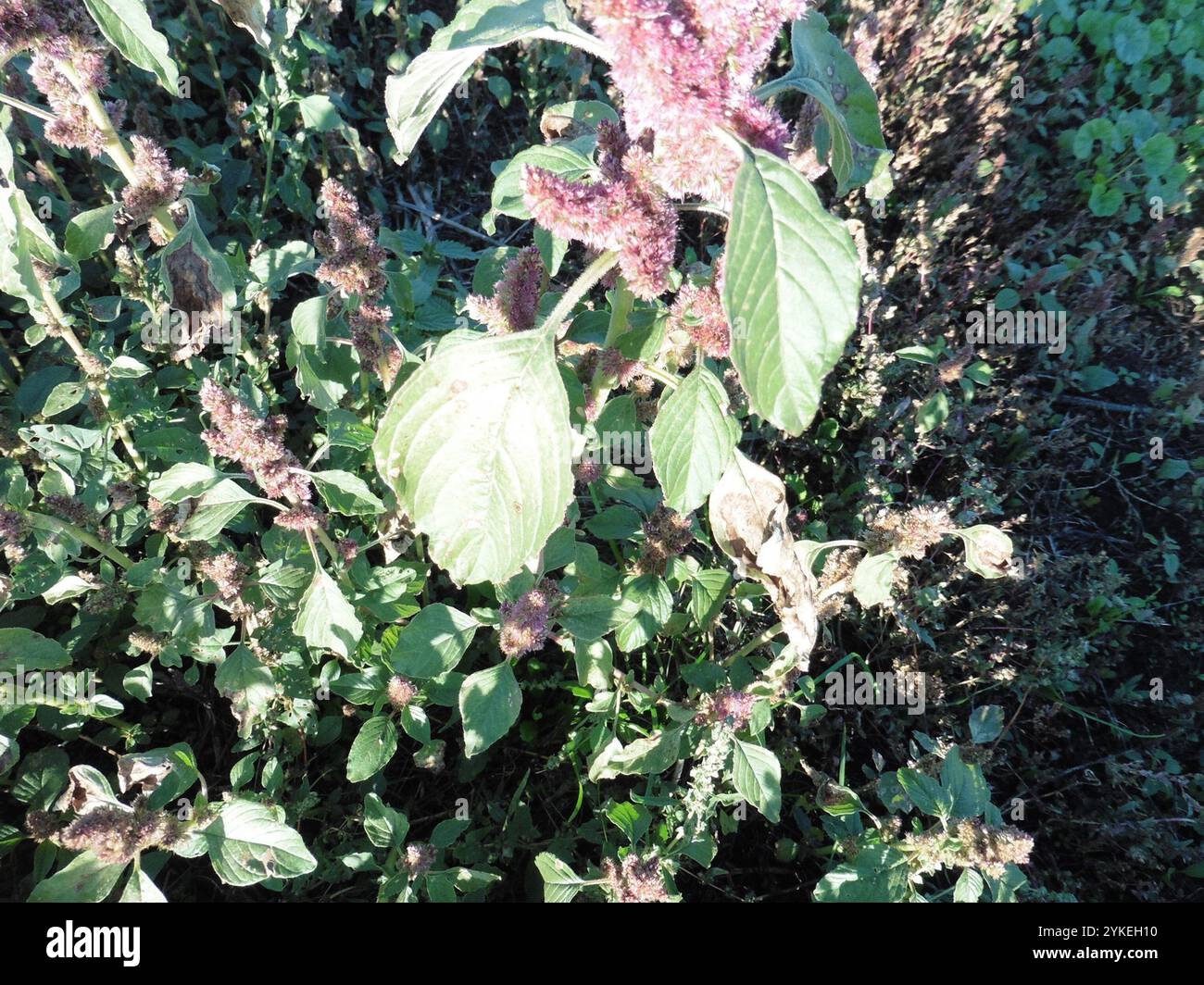 Redroot Amaranth (Amaranthus retroflexus Stock Photo - Alamy