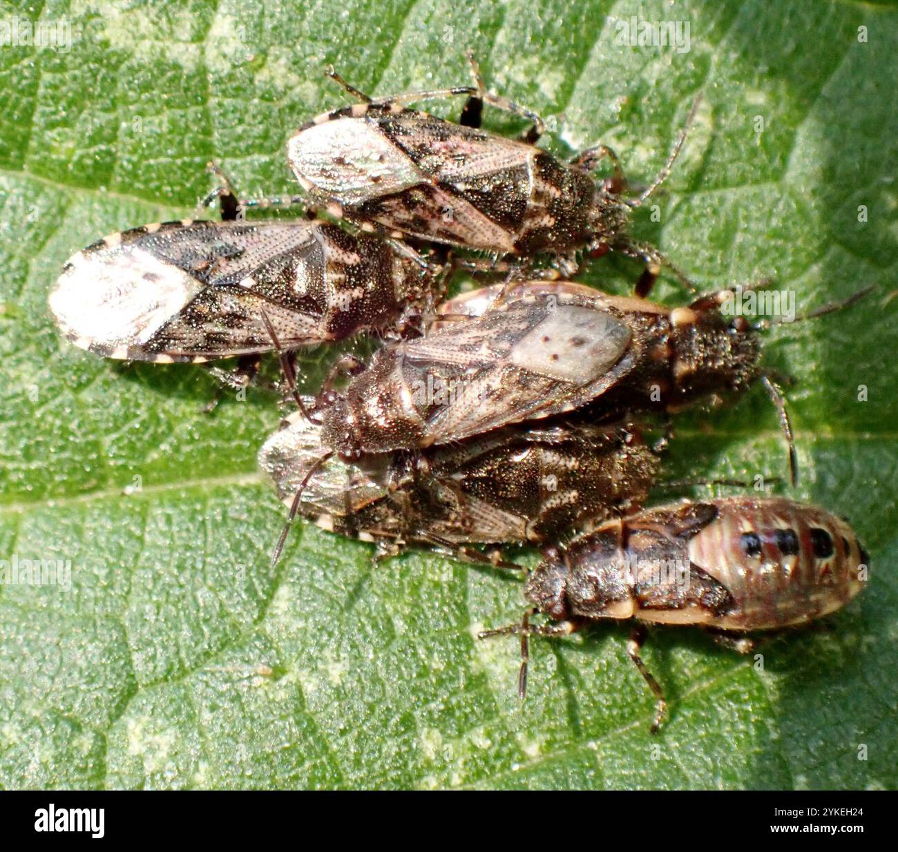Nettle ground bug (Heterogaster urticae Stock Photo - Alamy