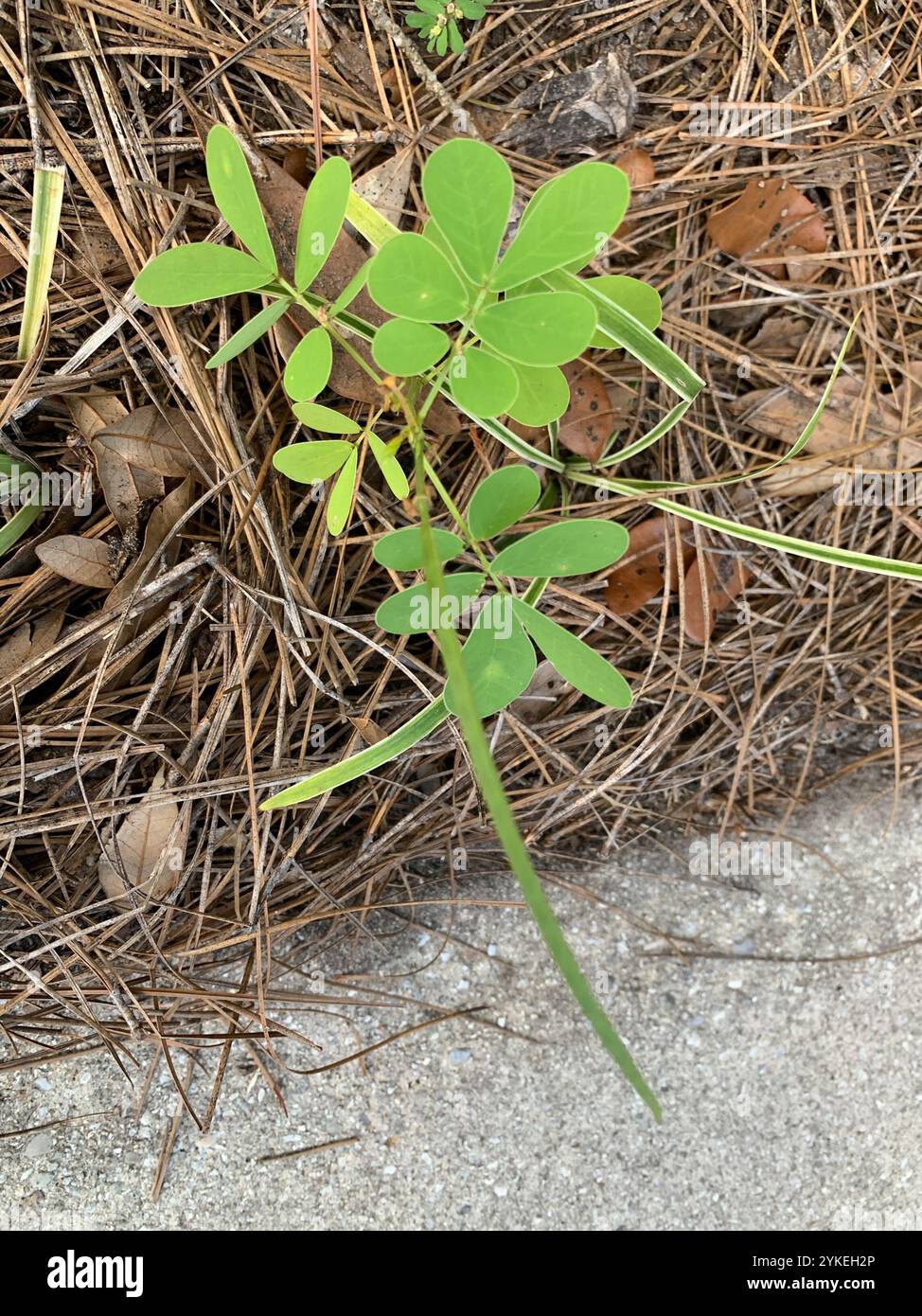 American Sicklepod (Senna obtusifolia Stock Photo - Alamy