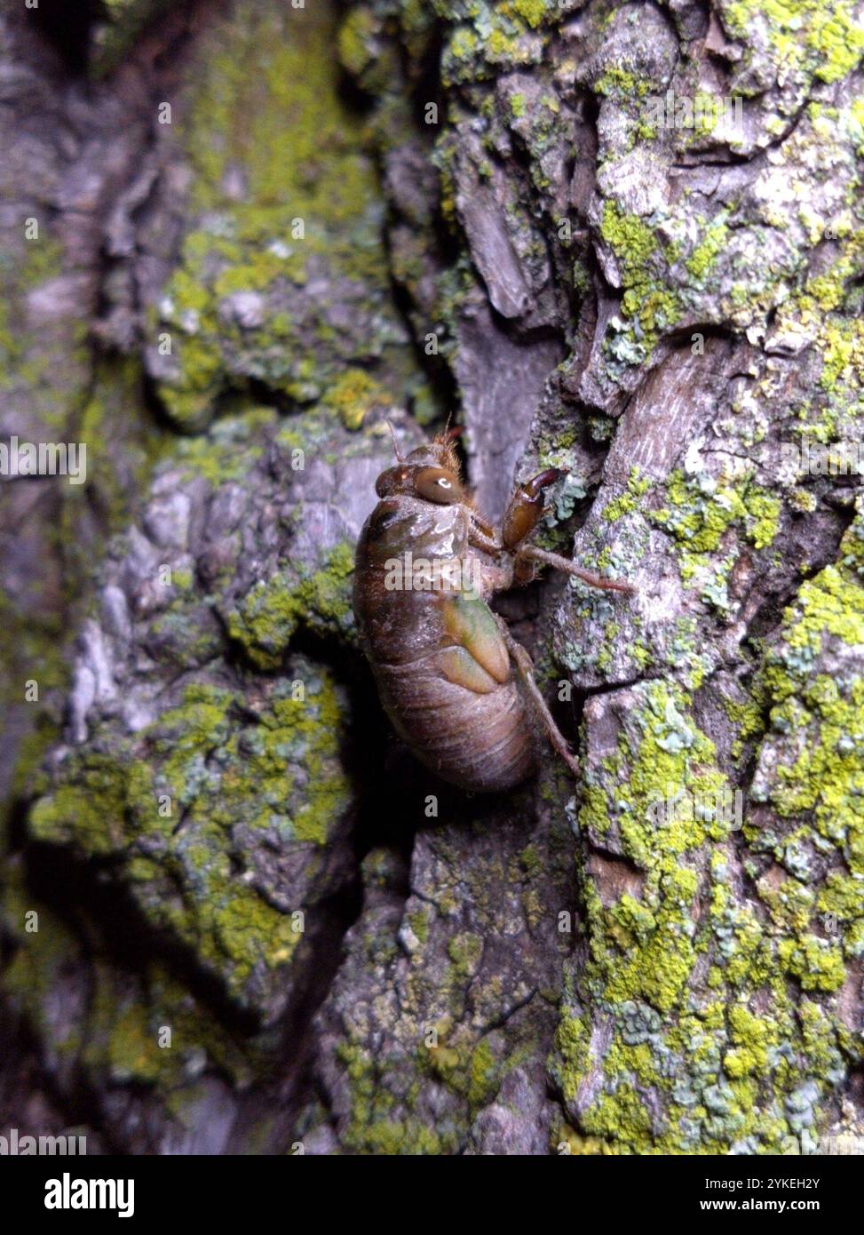 Northern Dog-day Cicada (Neotibicen canicularis Stock Photo - Alamy
