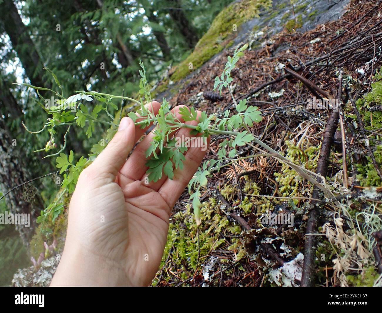 rock harlequin (Capnoides sempervirens Stock Photo - Alamy