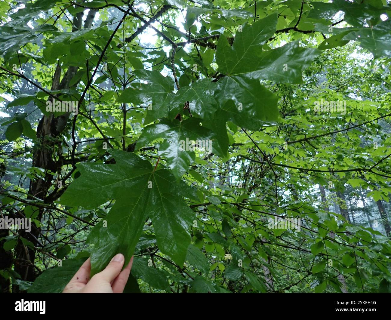 bigleaf maple (Acer macrophyllum Stock Photo - Alamy