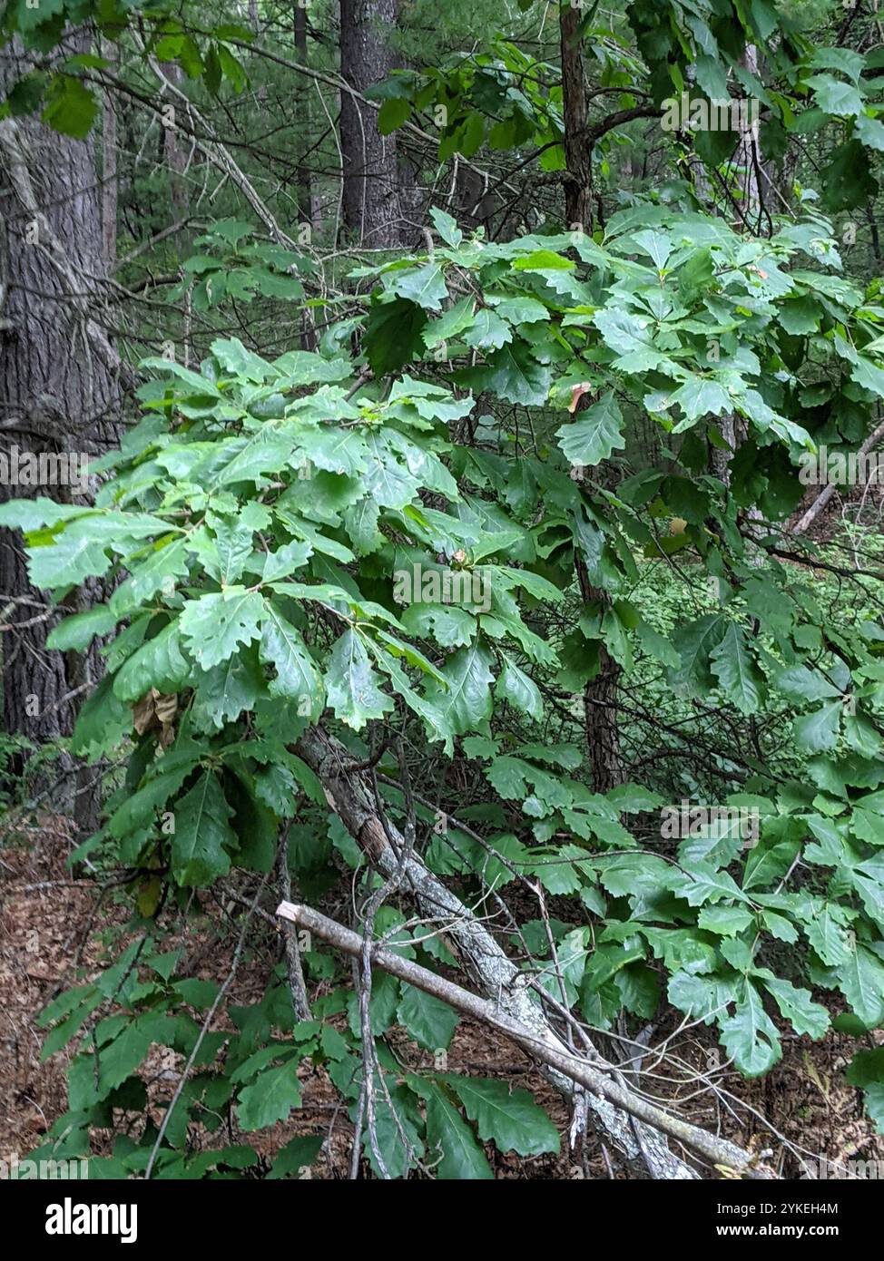swamp white oak (Quercus bicolor Stock Photo - Alamy