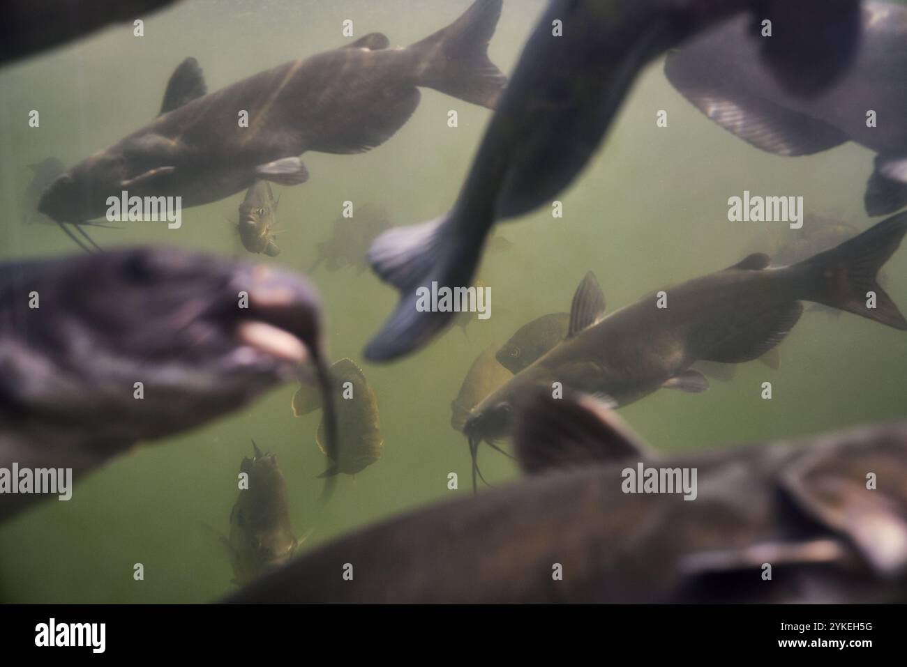 Catfish fish in large tank Stock Photo - Alamy