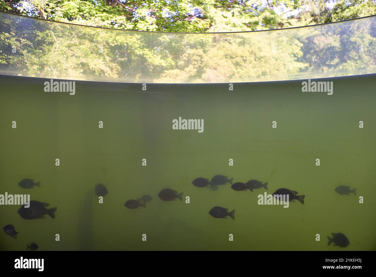 Crappie underwater hi-res stock photography and images - Alamy