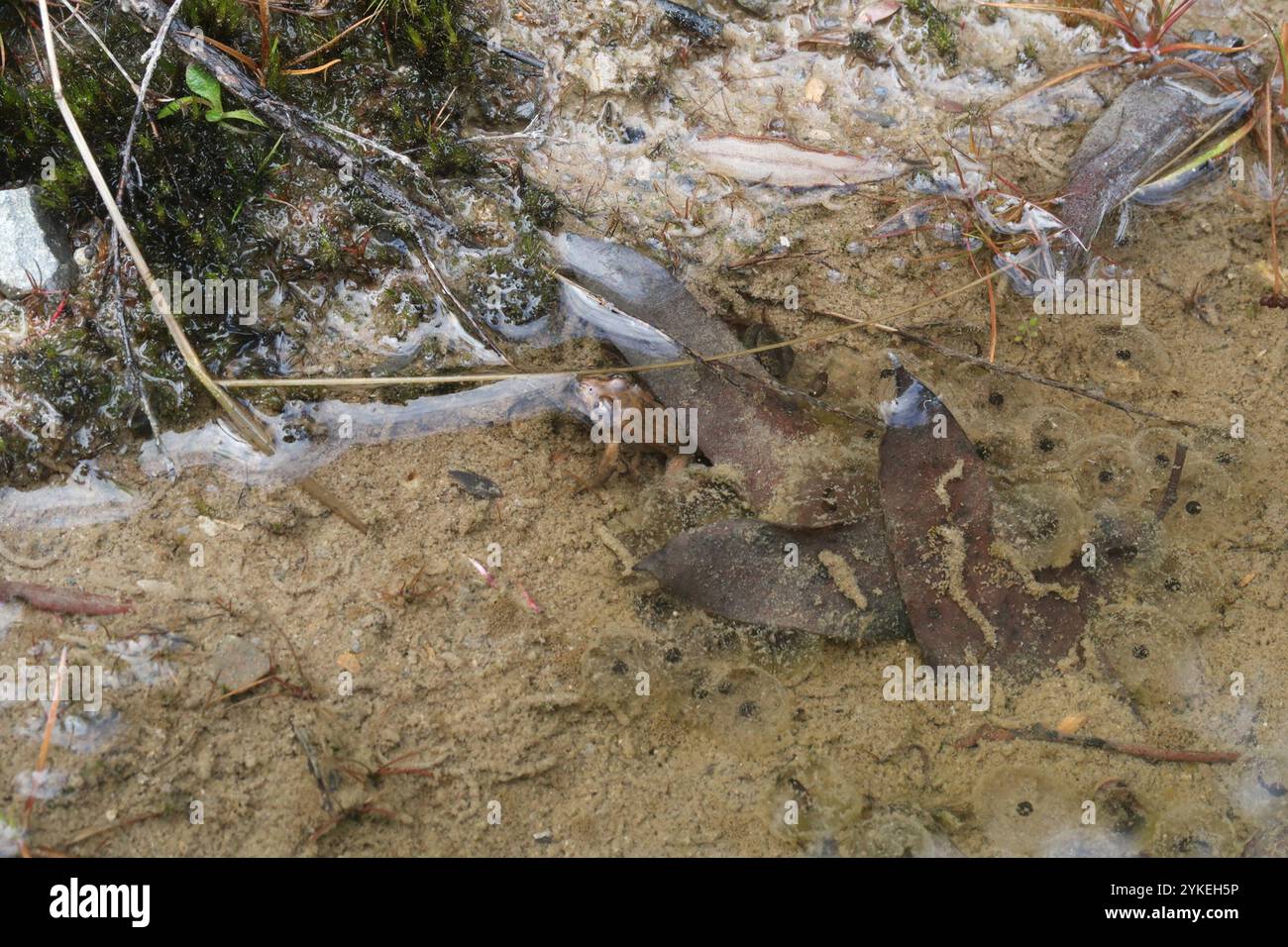Common Eastern Froglet (Crinia signifera Stock Photo - Alamy